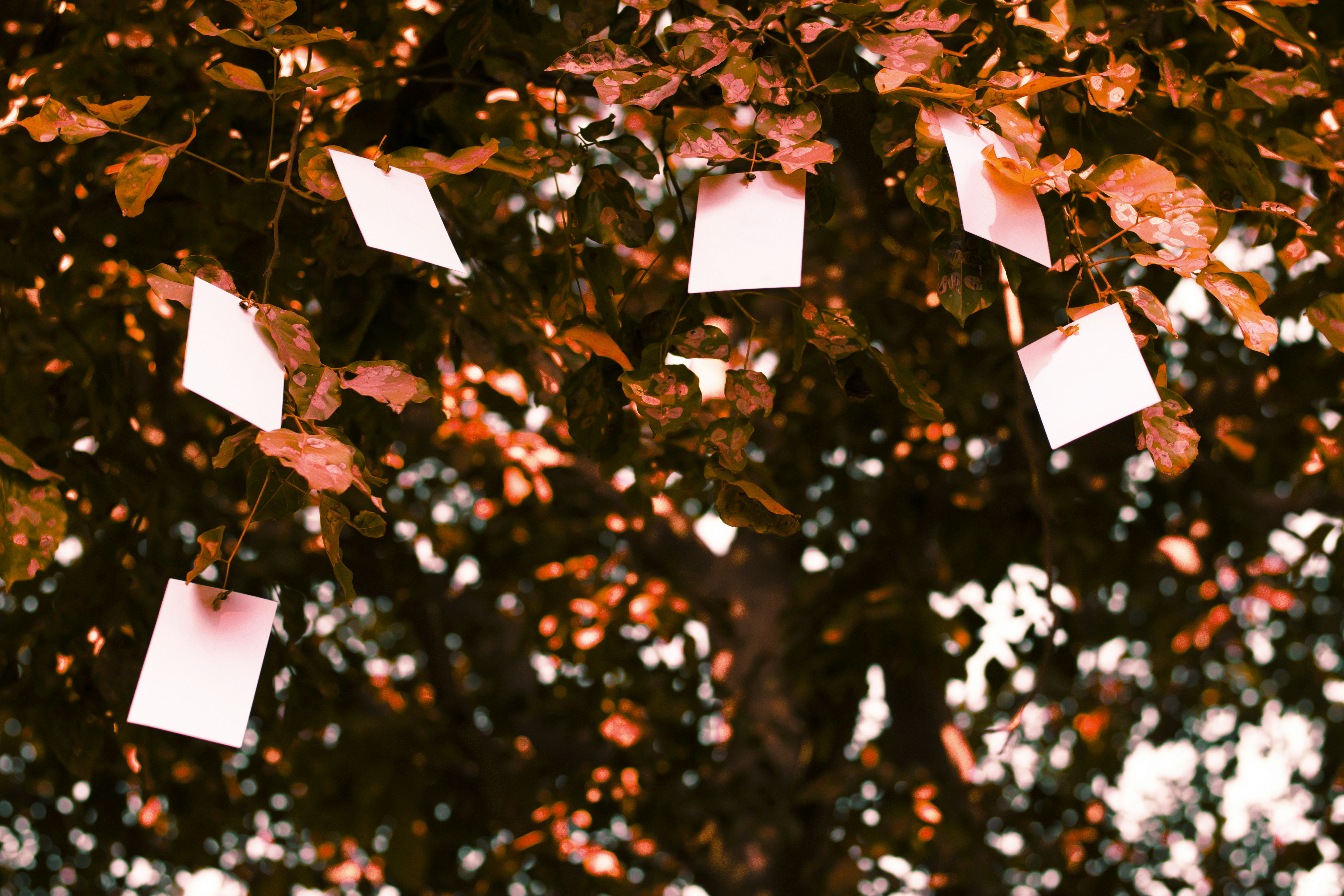 selective focus photography of white cars hung on tree
