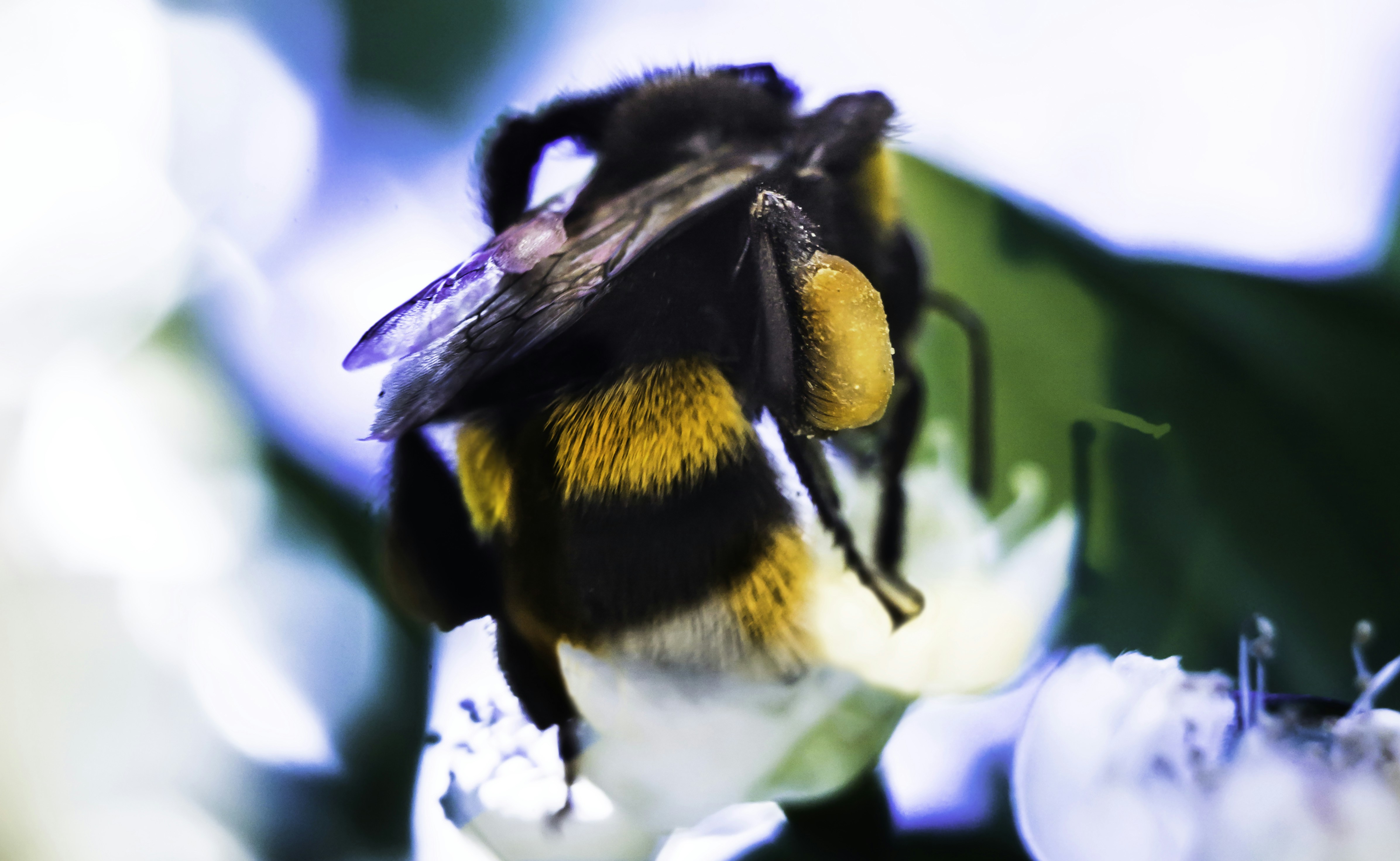 Luis Graterol (@iguanaphoto) | Comunidade de fotos da Unsplash