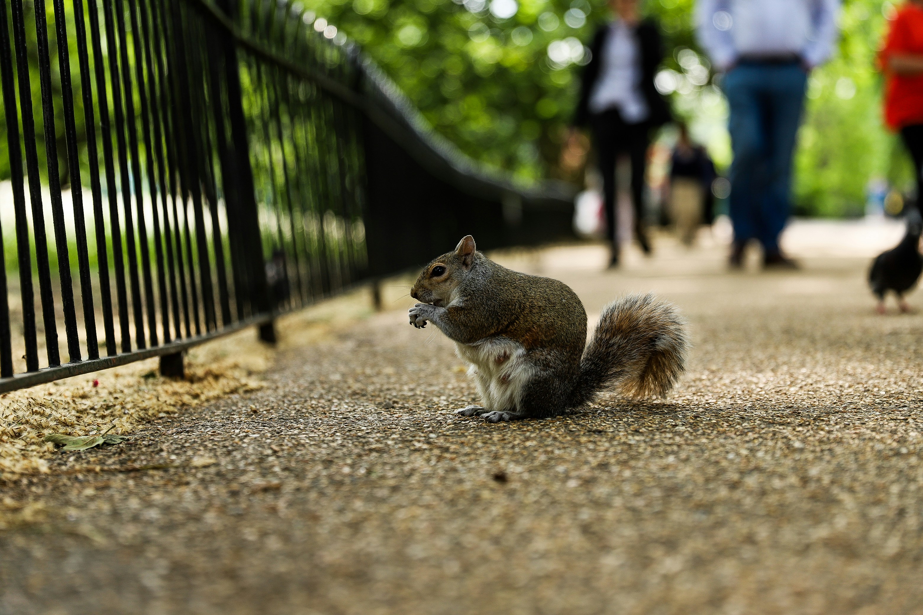 Curious Squirrel on a Sunlit Park Path