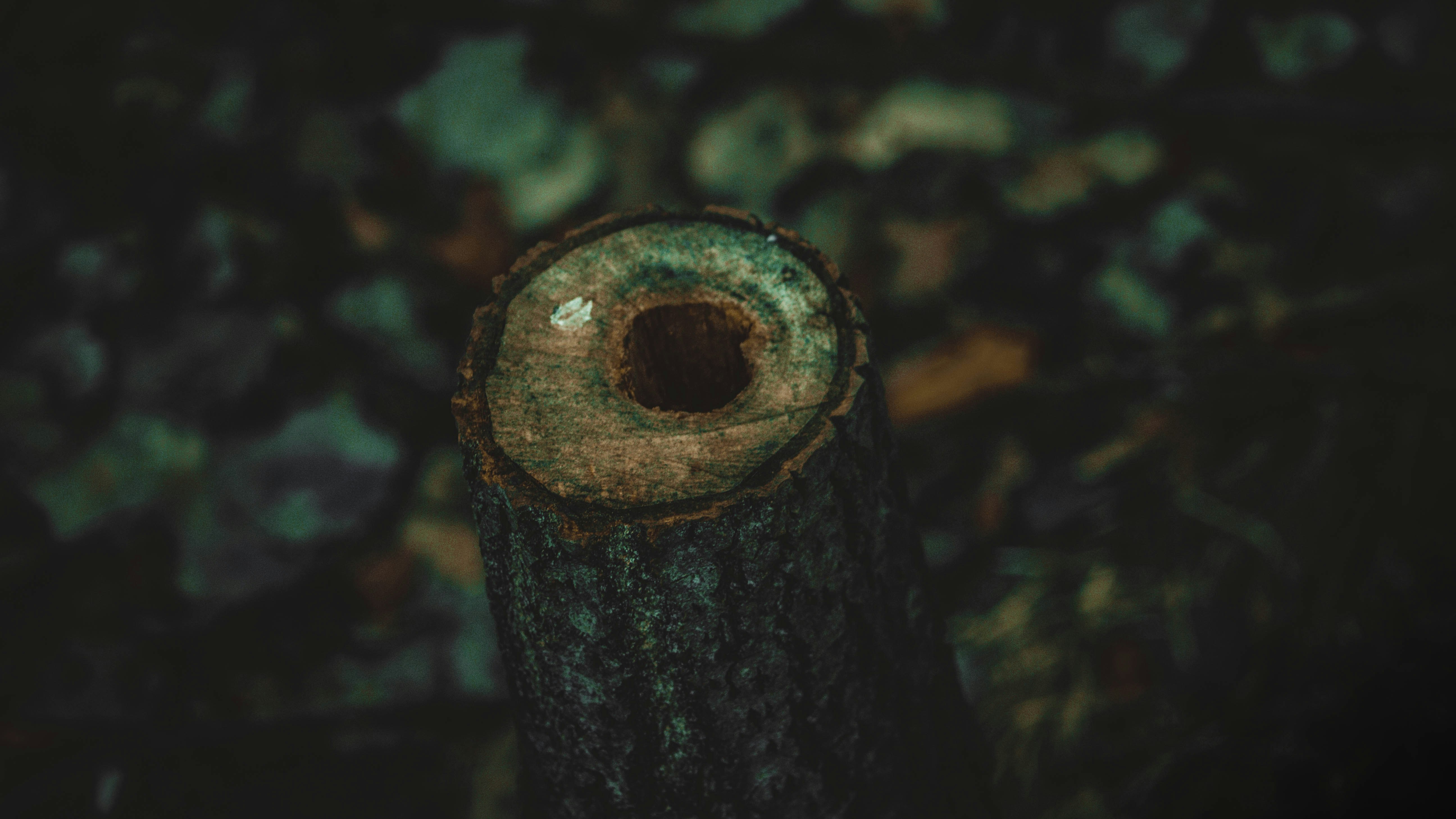 The Mossy Hollow: A Dim Forest Stump's Central Eye