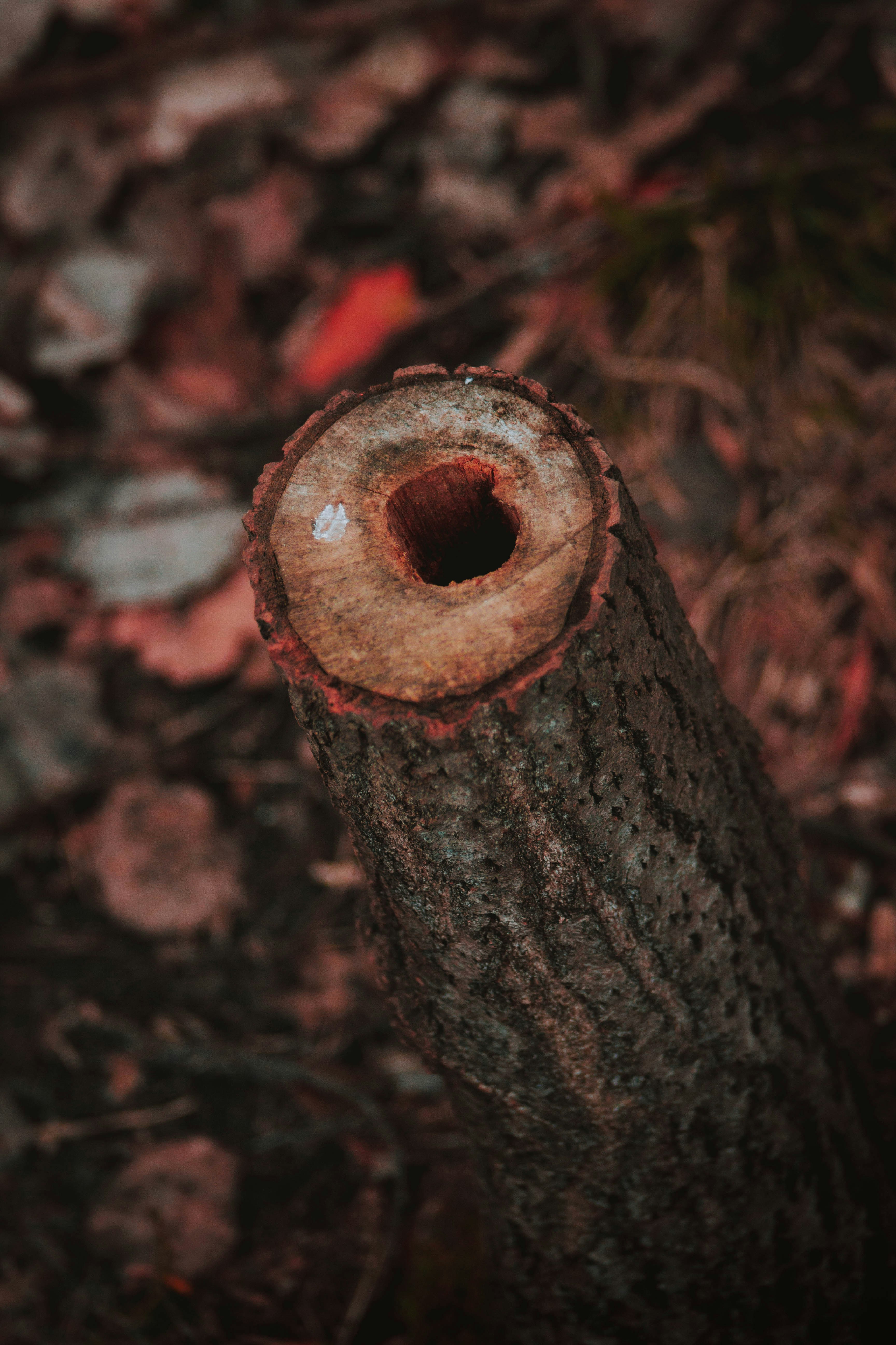 Hollow Core in Autumn Light: A Close-Up of a Cut Log