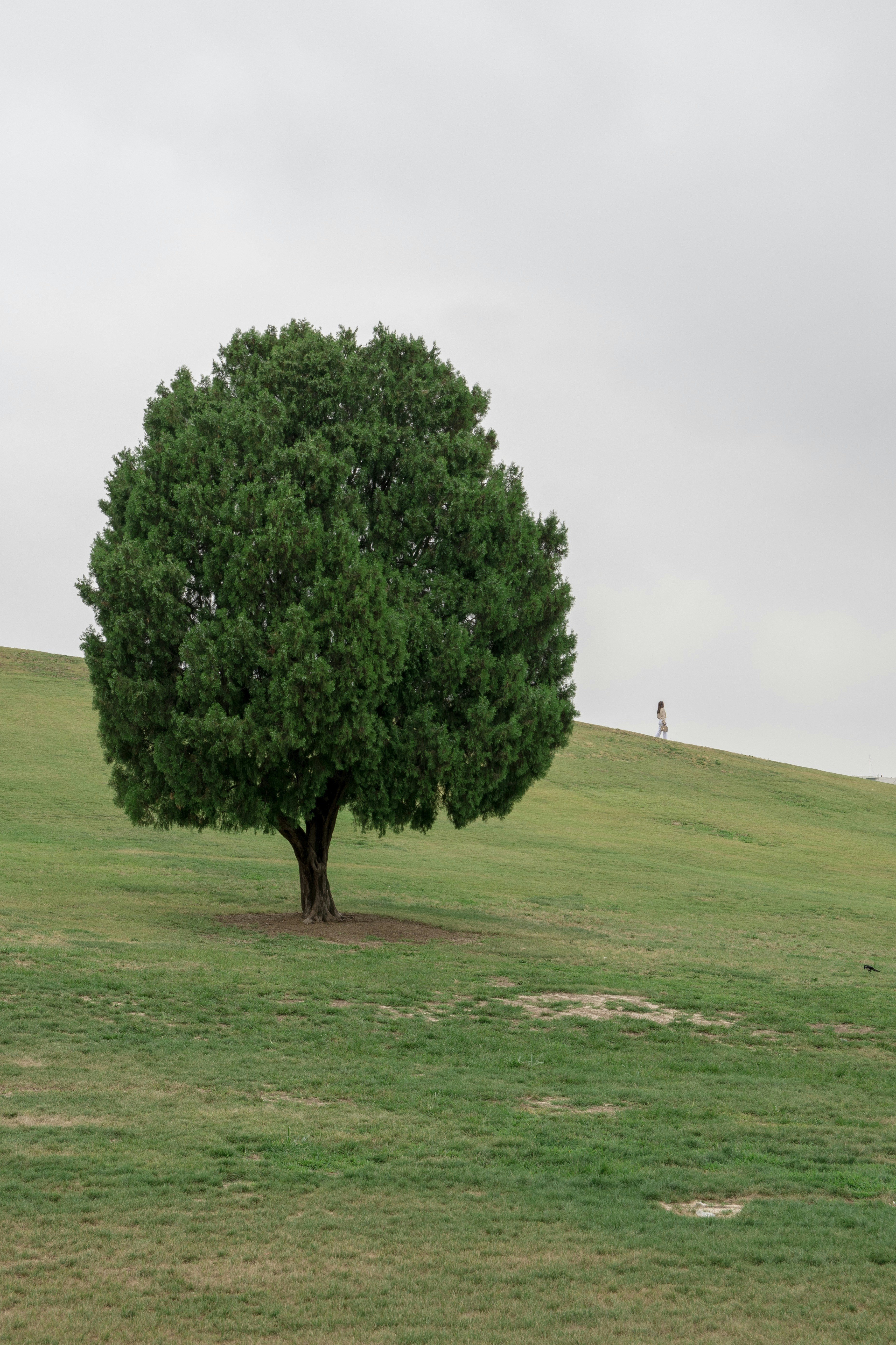 Verdant Sentinel on a Quiet Hill