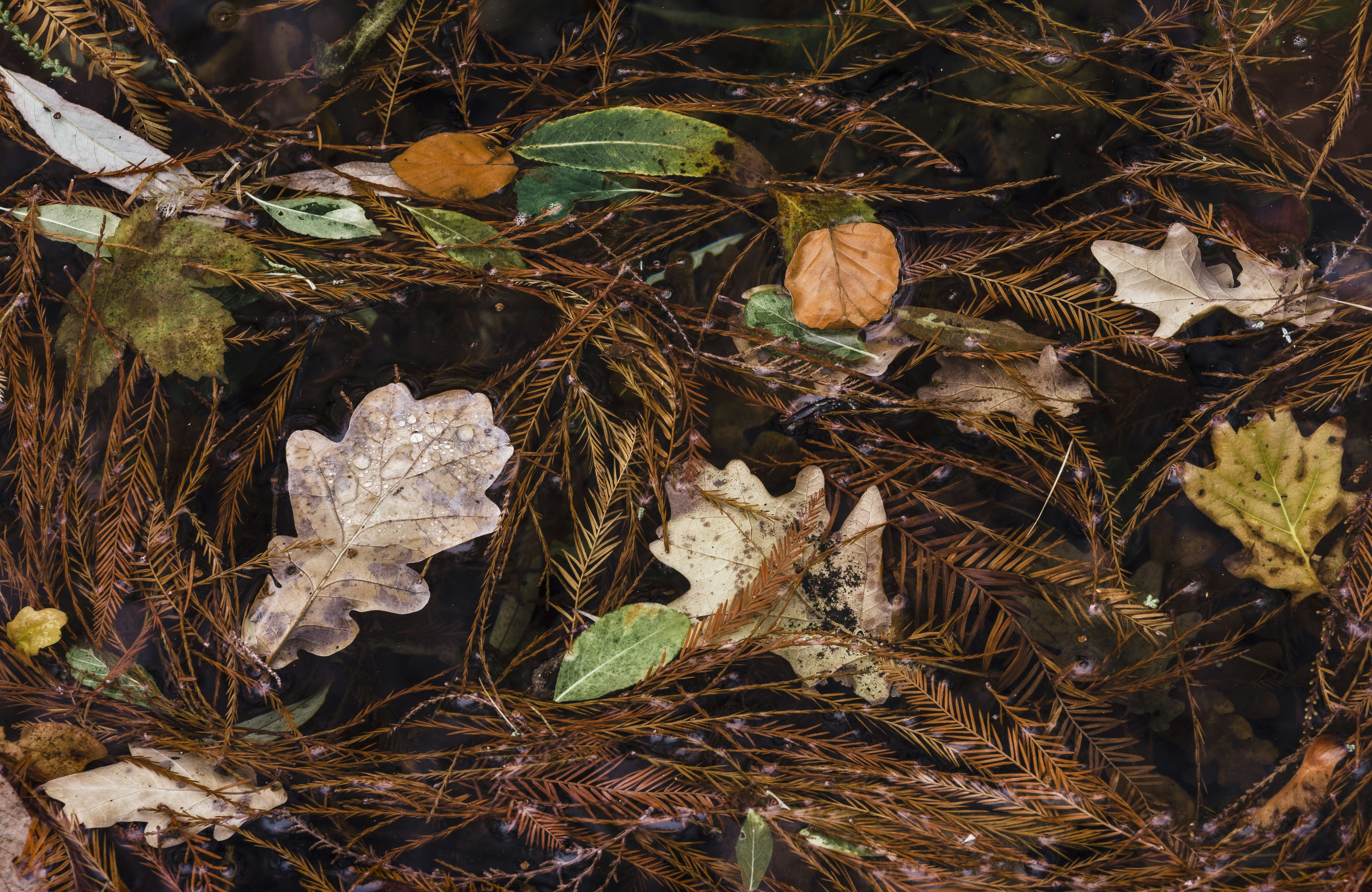 Assorted leaves photo – Free Leaf Image on Unsplash