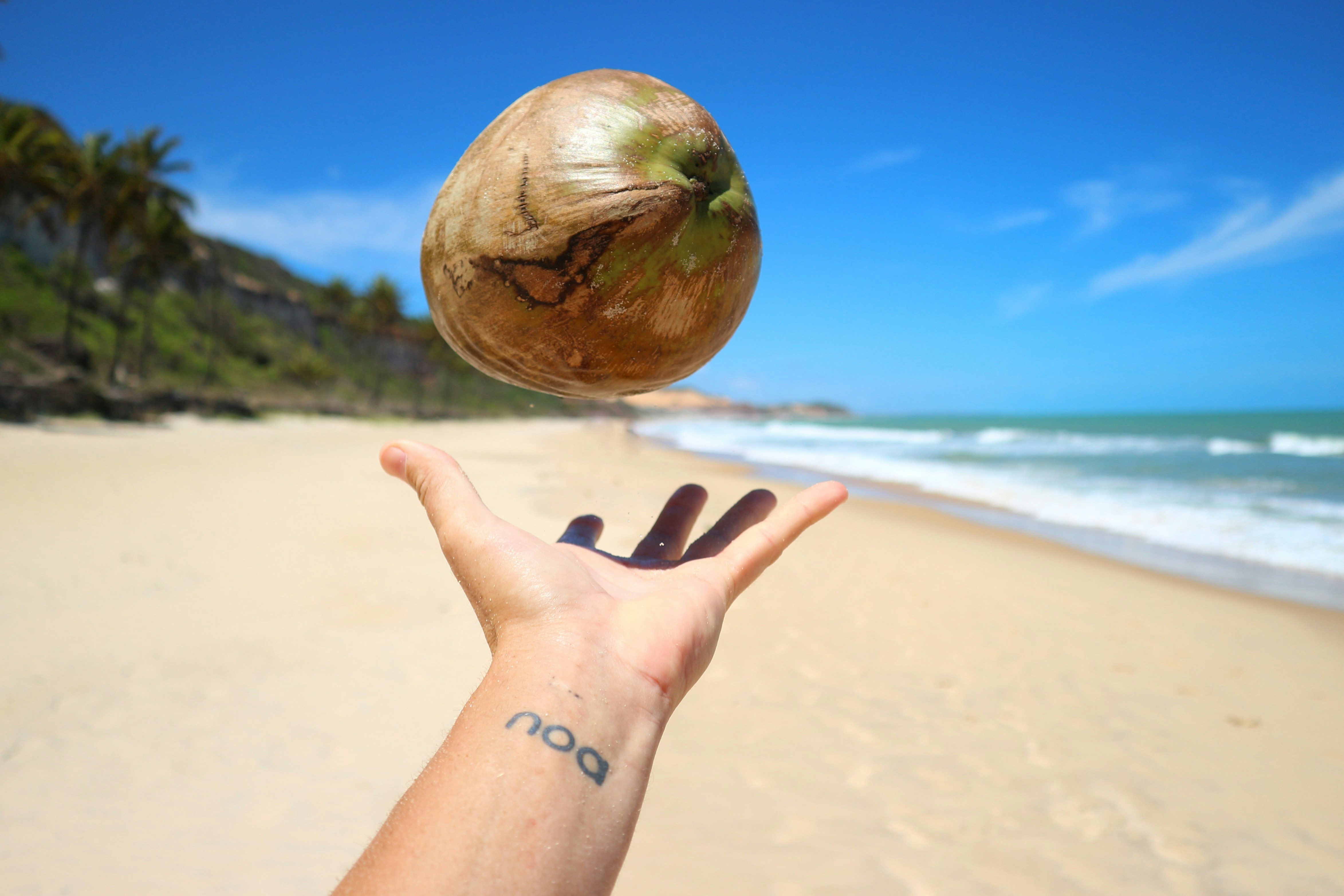 Person catching coconut fruit at beach during daytime photo – Free ...