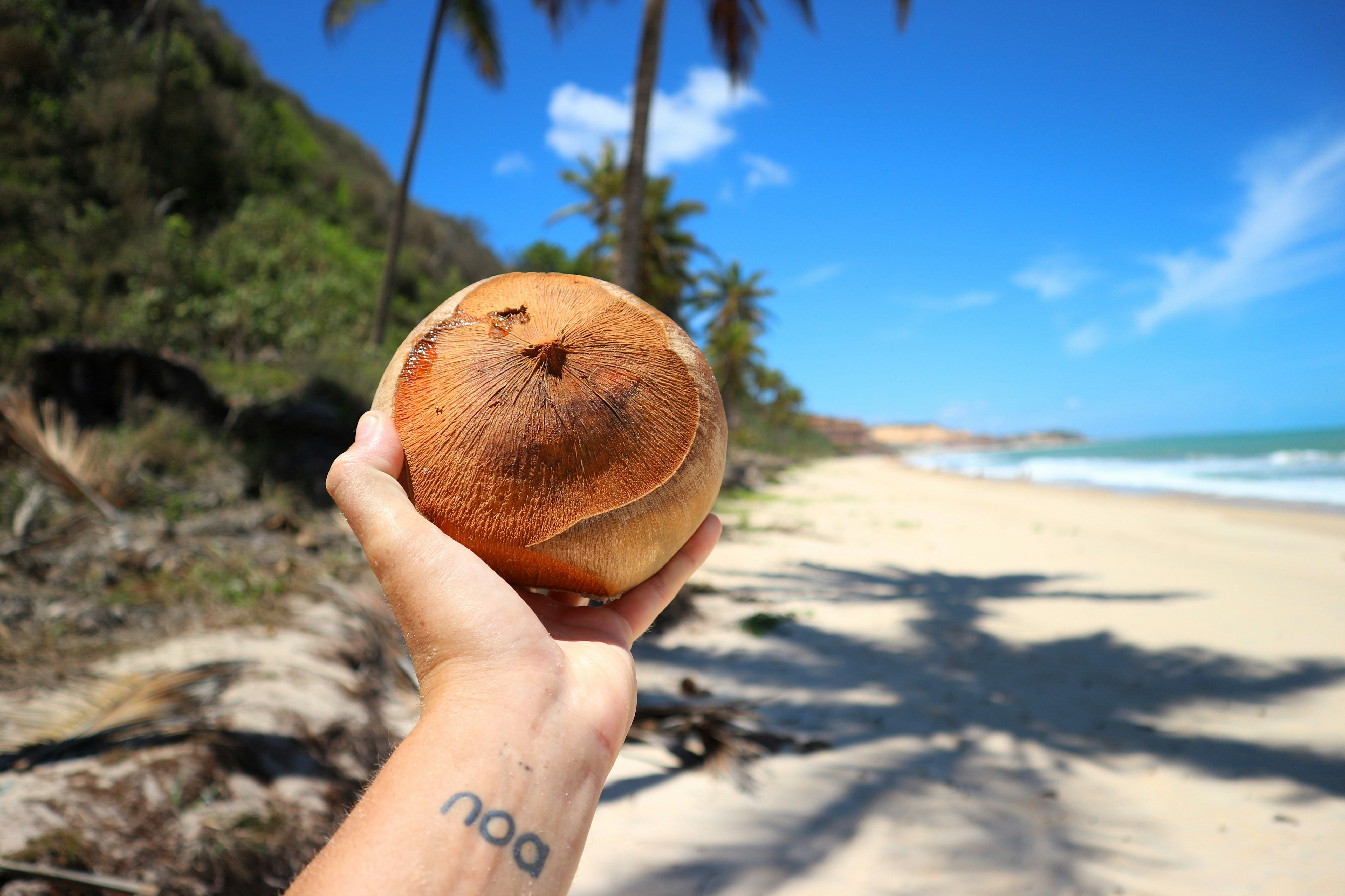 Coconut Grasped Against a Sunlit Tropical Beachscape