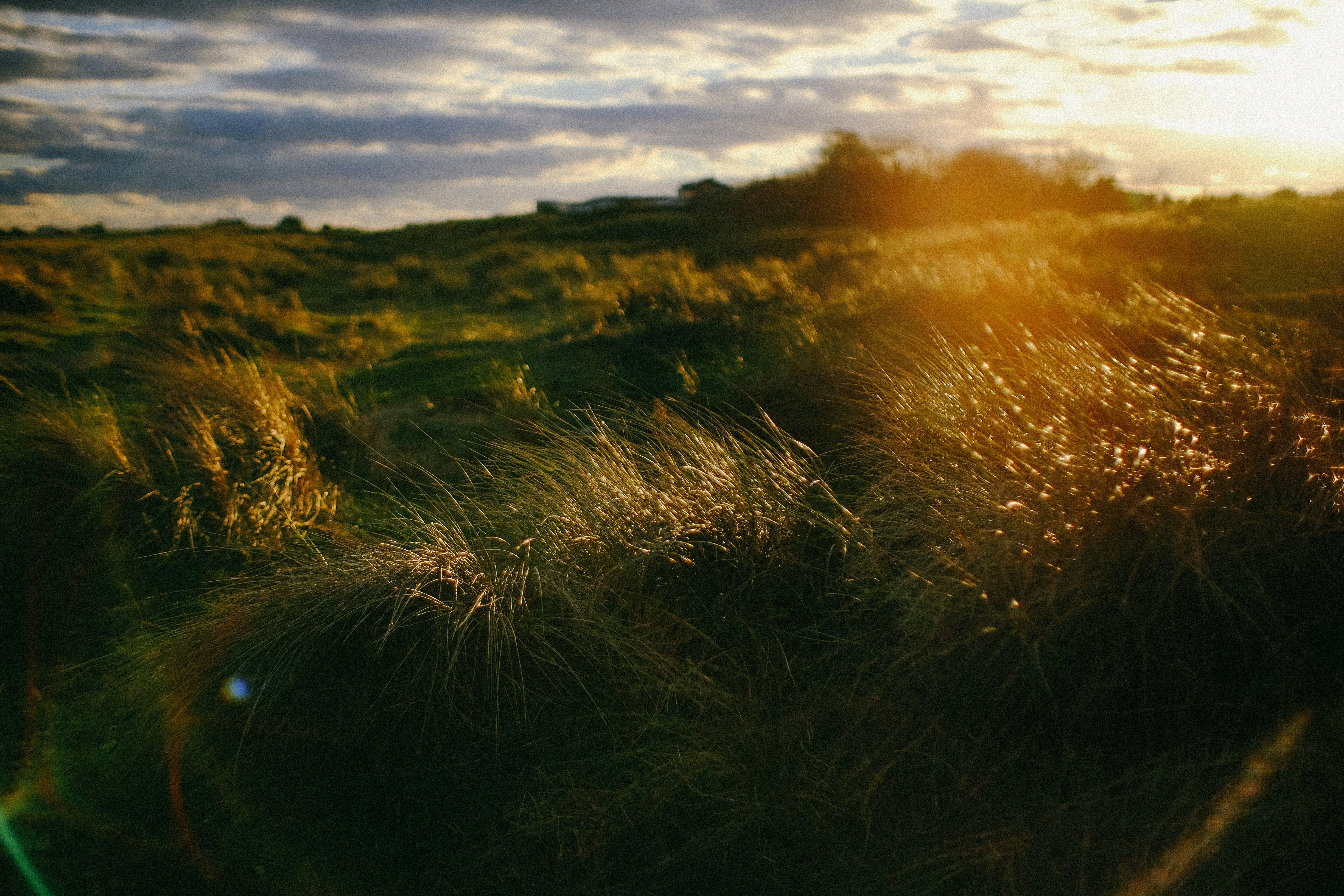 Sunlit Tufts: Amber Grasslands at Golden Hour