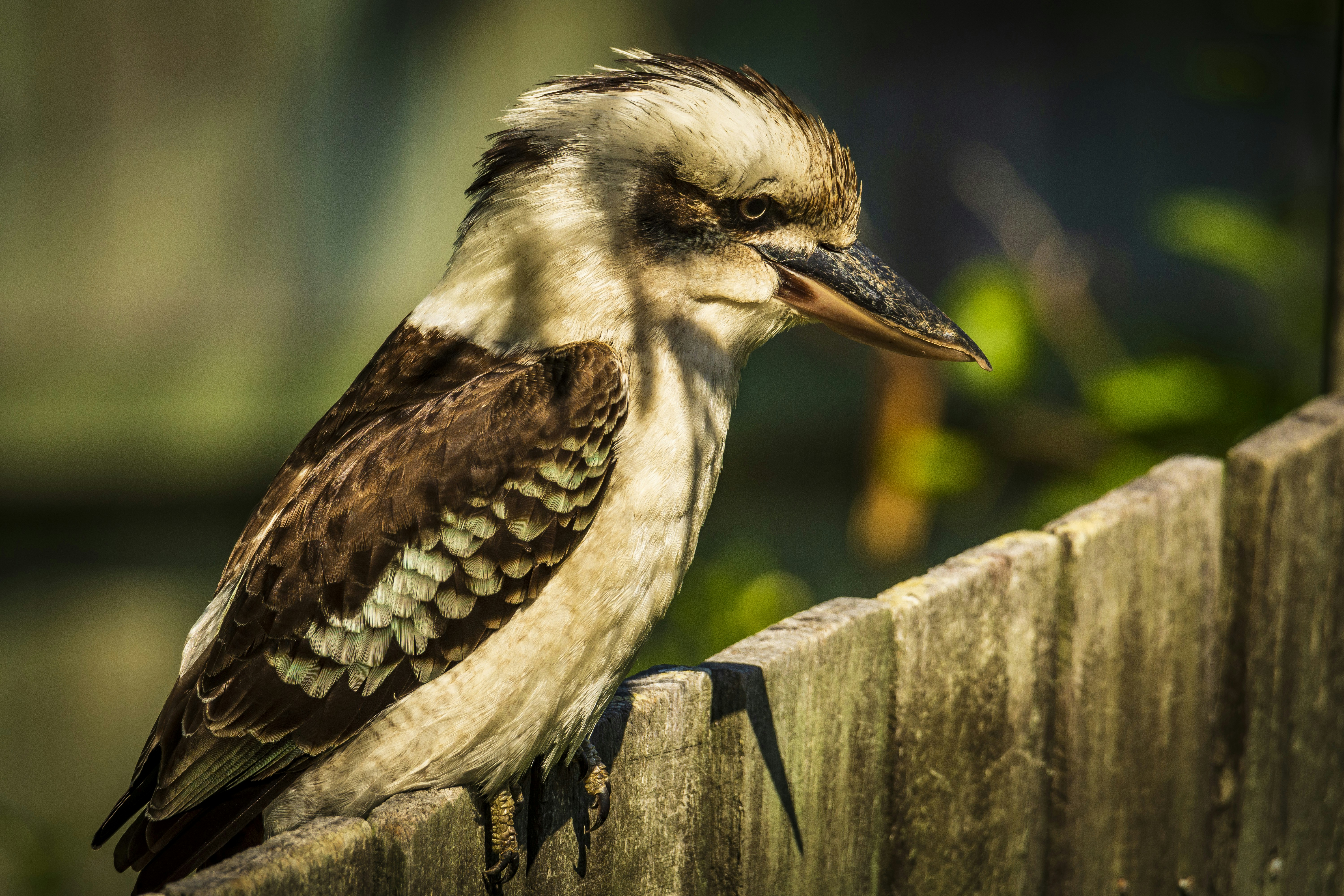 Kookaburra on a Weathered Fence in Gentle Afternoon Light