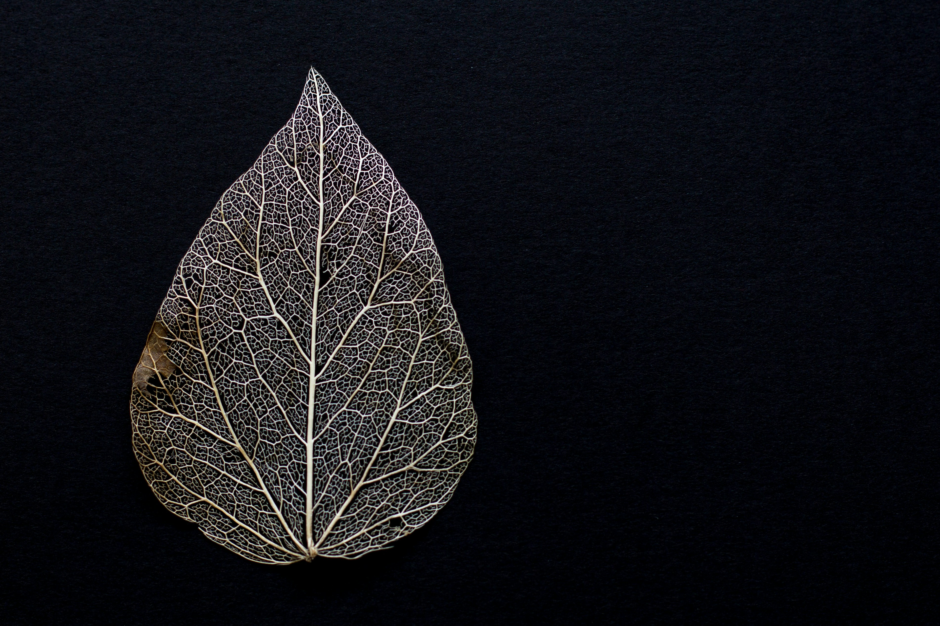 black leaf