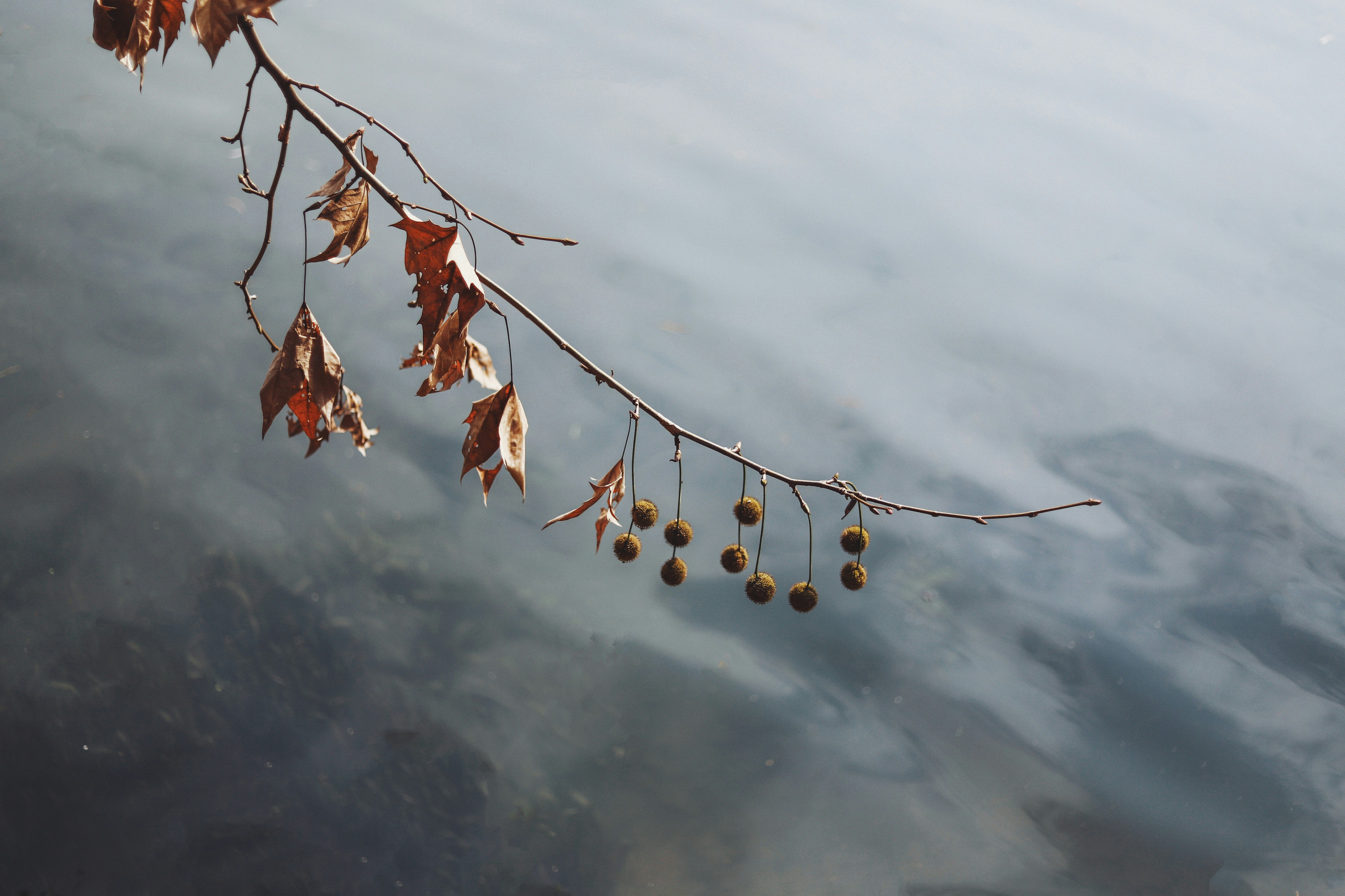 Dried leaves and seed pods hang delicately from a branch, reflecting on the tranquil surface of the water below.