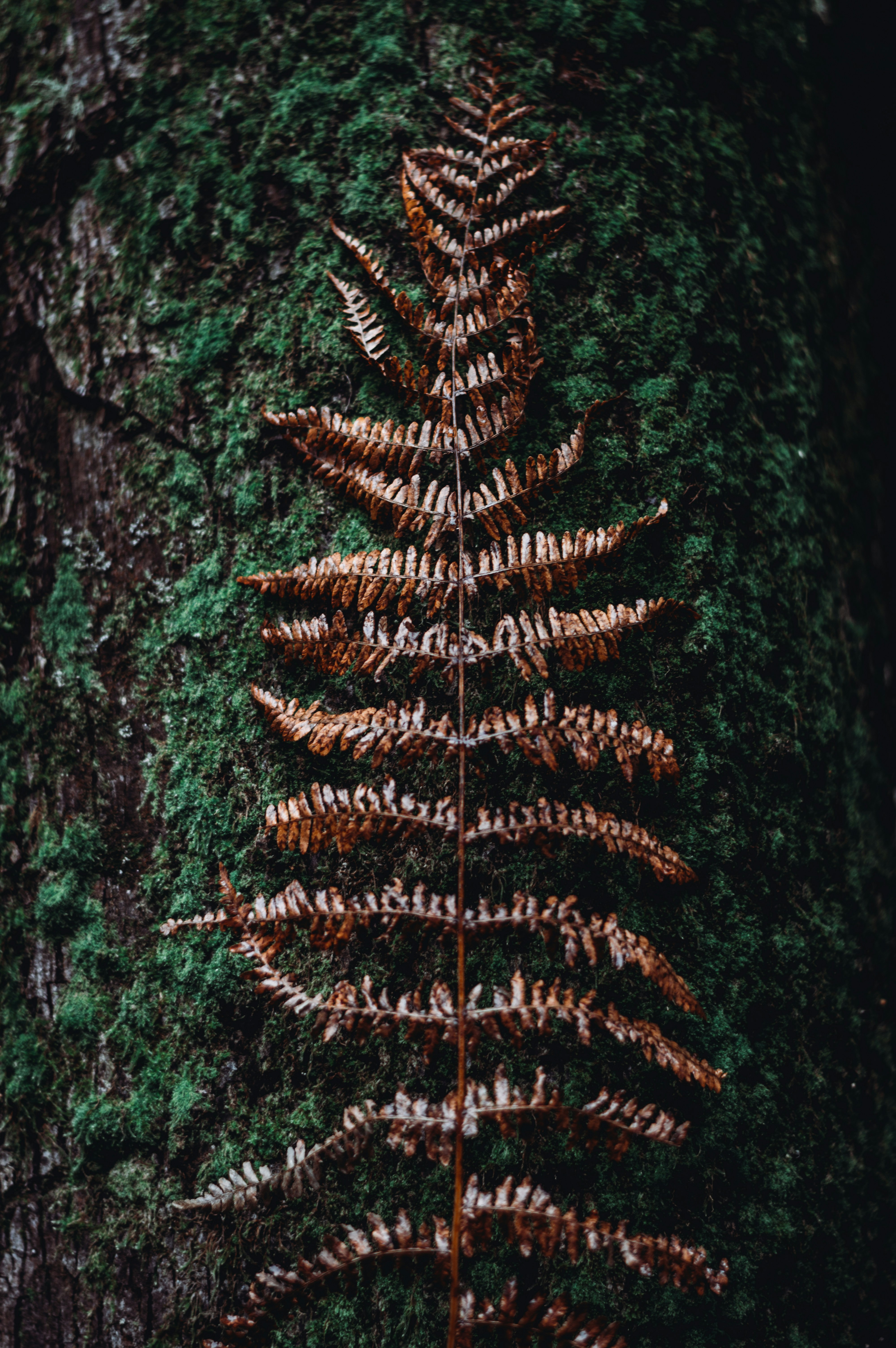 Brown fern delicately arranged against a textured mossy tree trunk, highlighting the beauty of natural patterns.