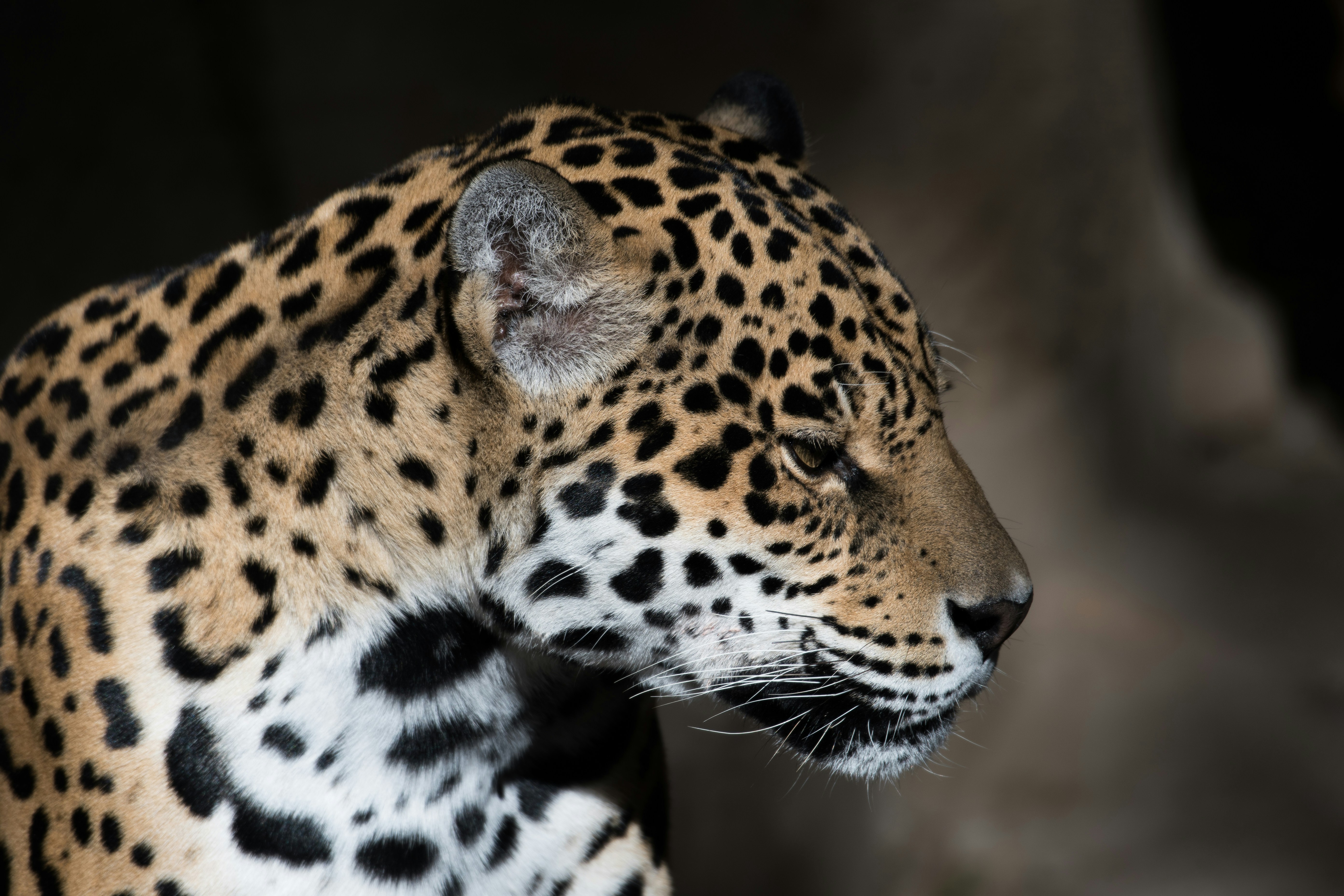 Close-up of a jaguar's profile, showcasing its distinct spots and intense expression against a softly blurred background.