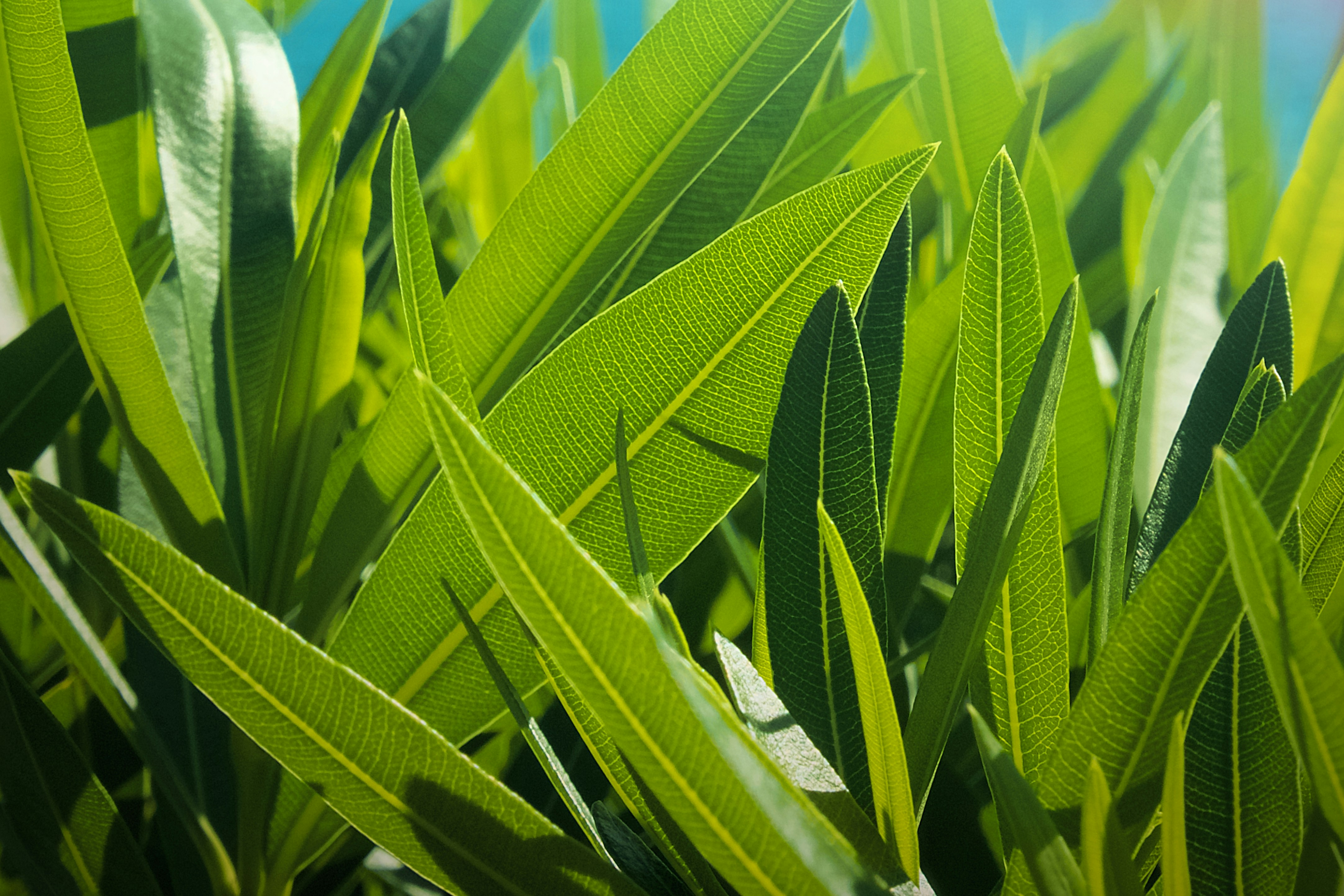 Sunlit Green Veil: Close-Up of Narrow Evergreen Leaves