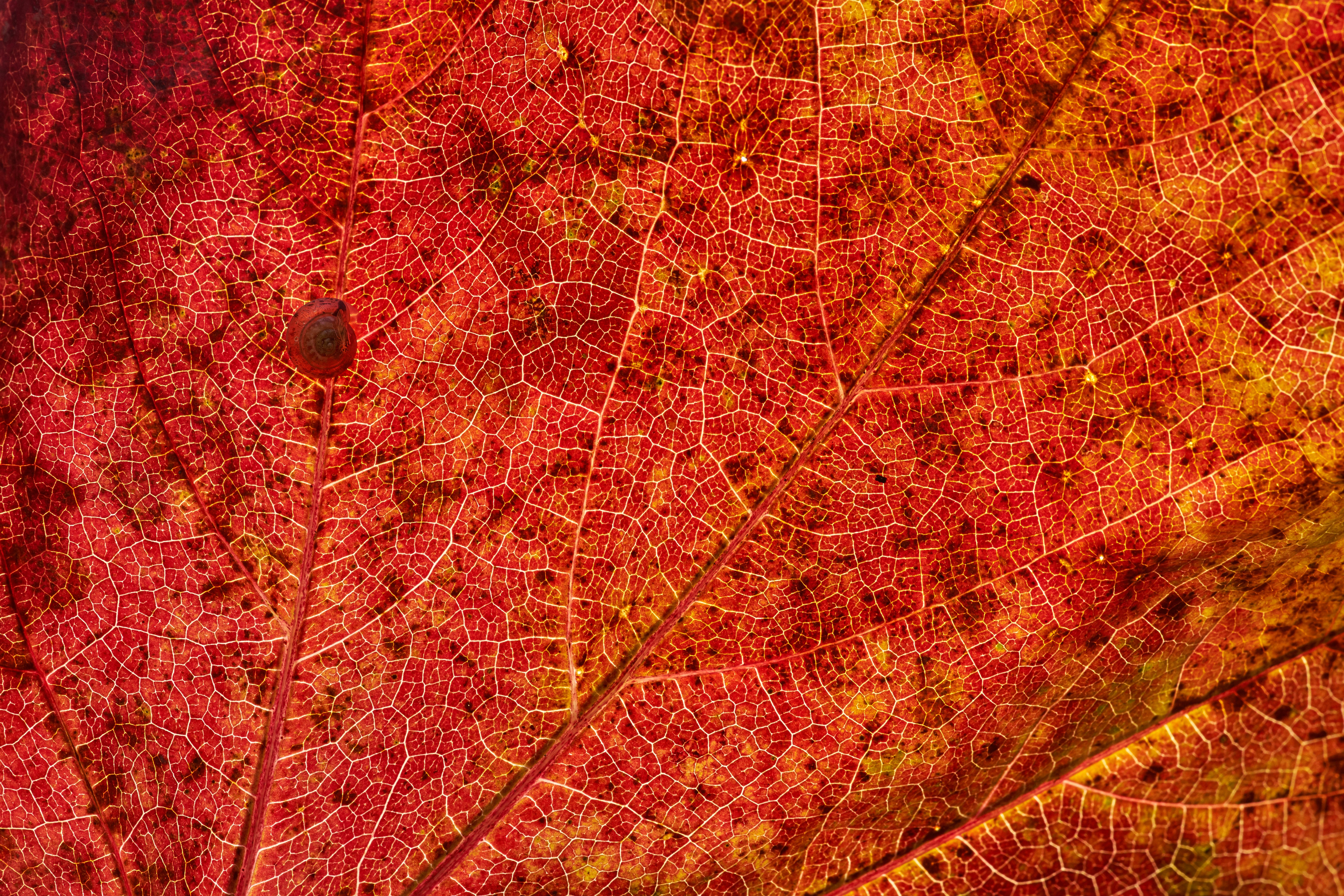 Red Pattern Pictures | Download Free Images on Unsplash