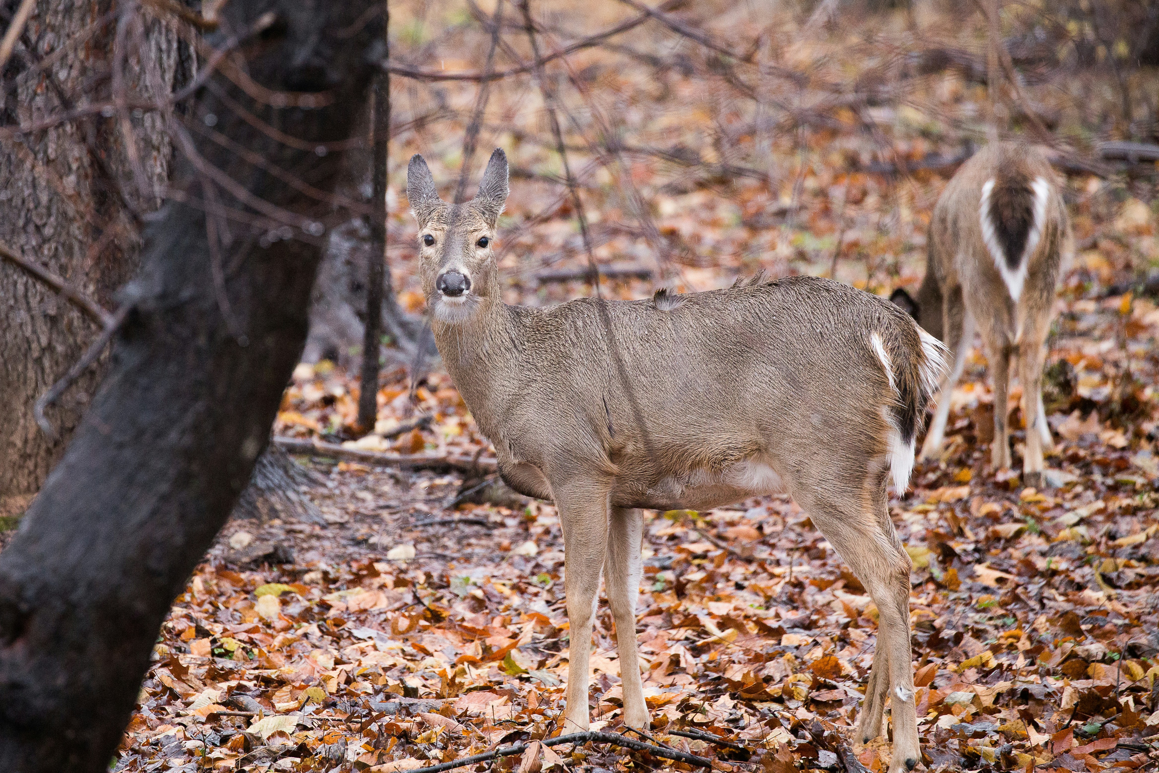 Two animal nearby tree photo – Free Brown Image on Unsplash