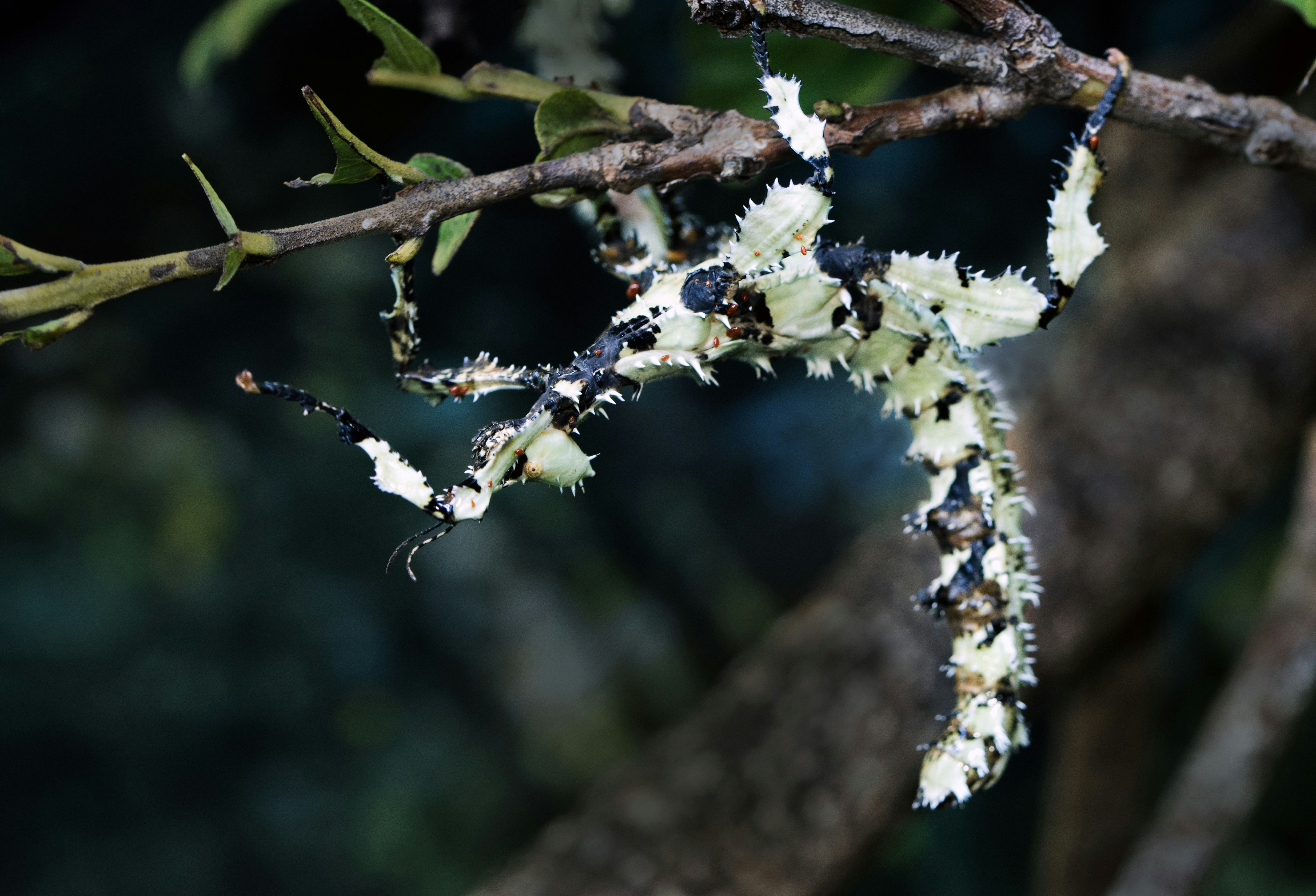 A Spiny leaf Insect which in this species mimics a lichen covered twig for protective camouflage. Cairns Aquarium, Australia. | shallow focus photography of white and black insect