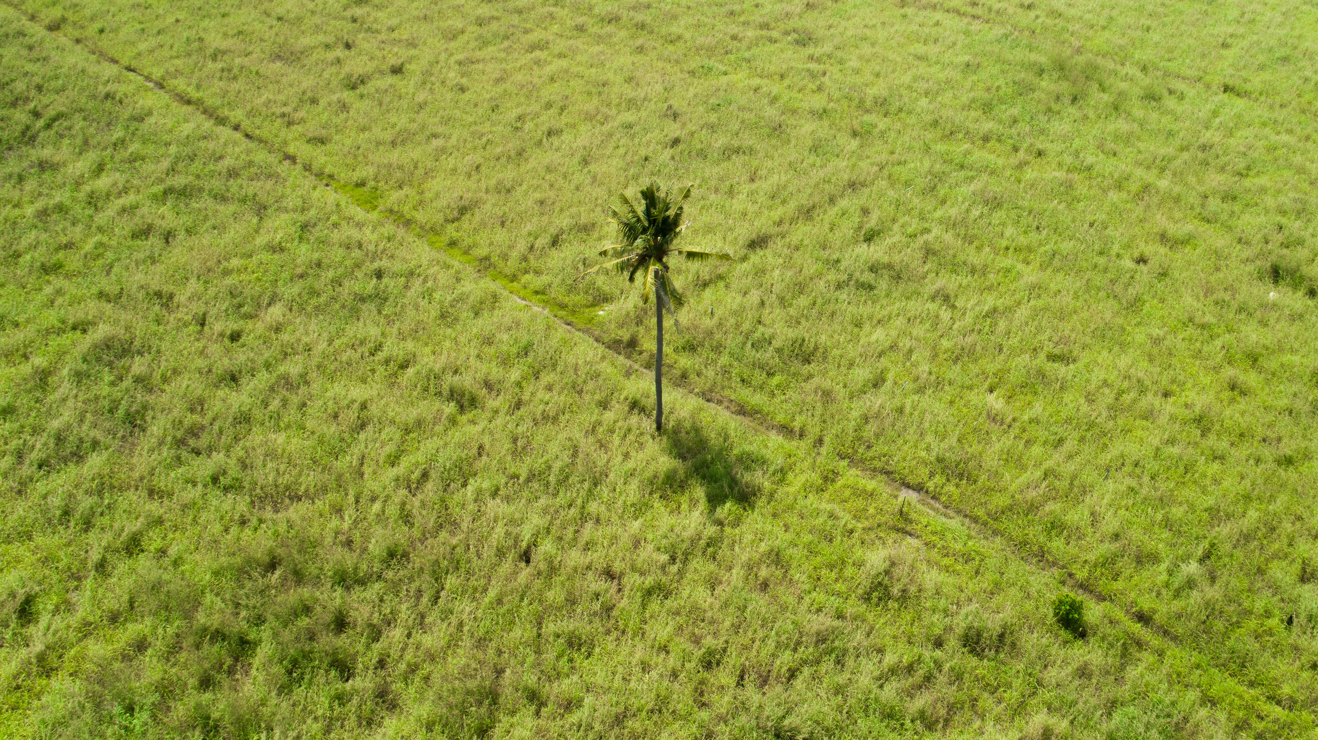 Lone Palm at the Intersection of Diagonal Trails