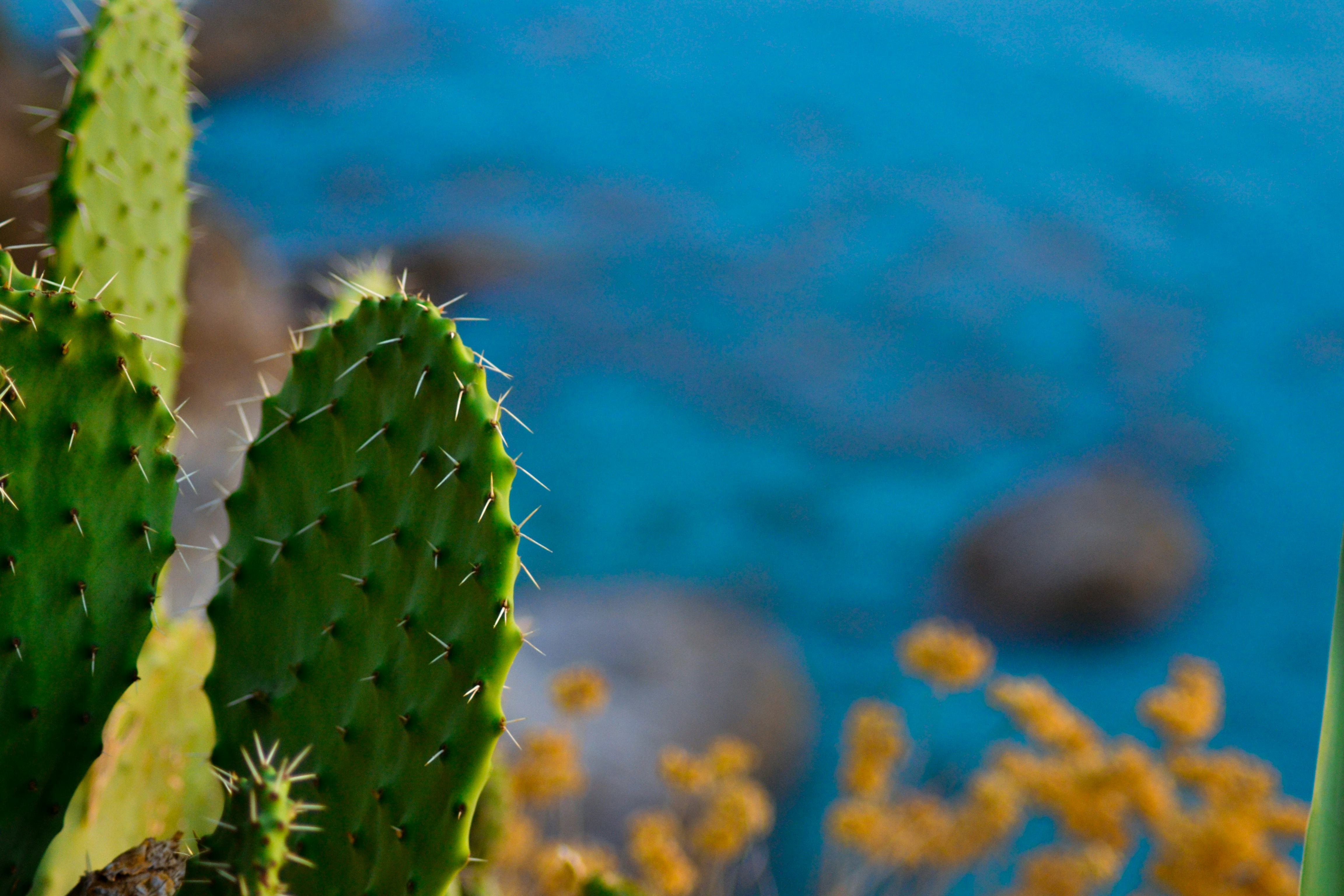 Prickly Sentinel Against Turquoise Seascape