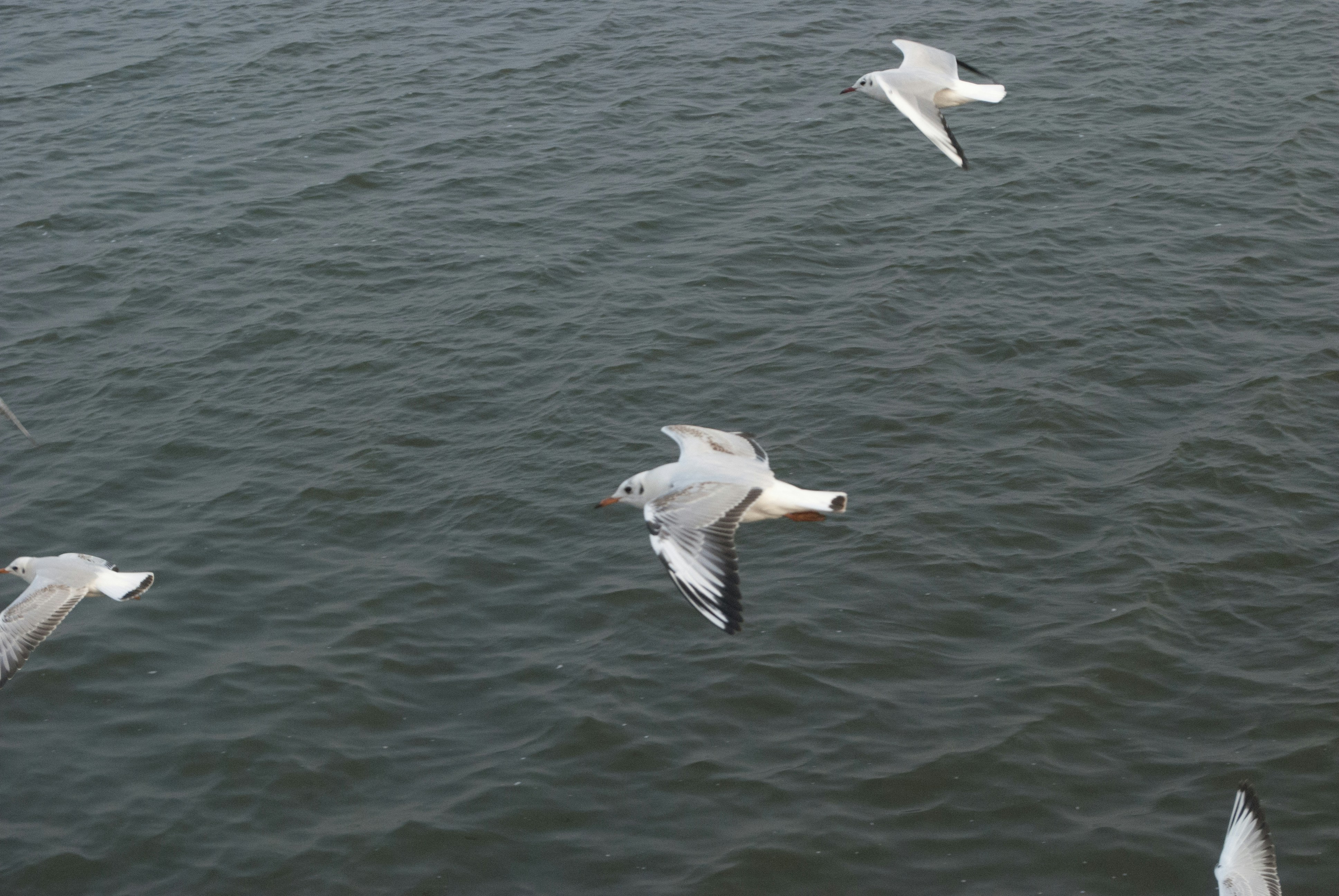 Four white birds flying over body of water photo – Free Grey Image on ...