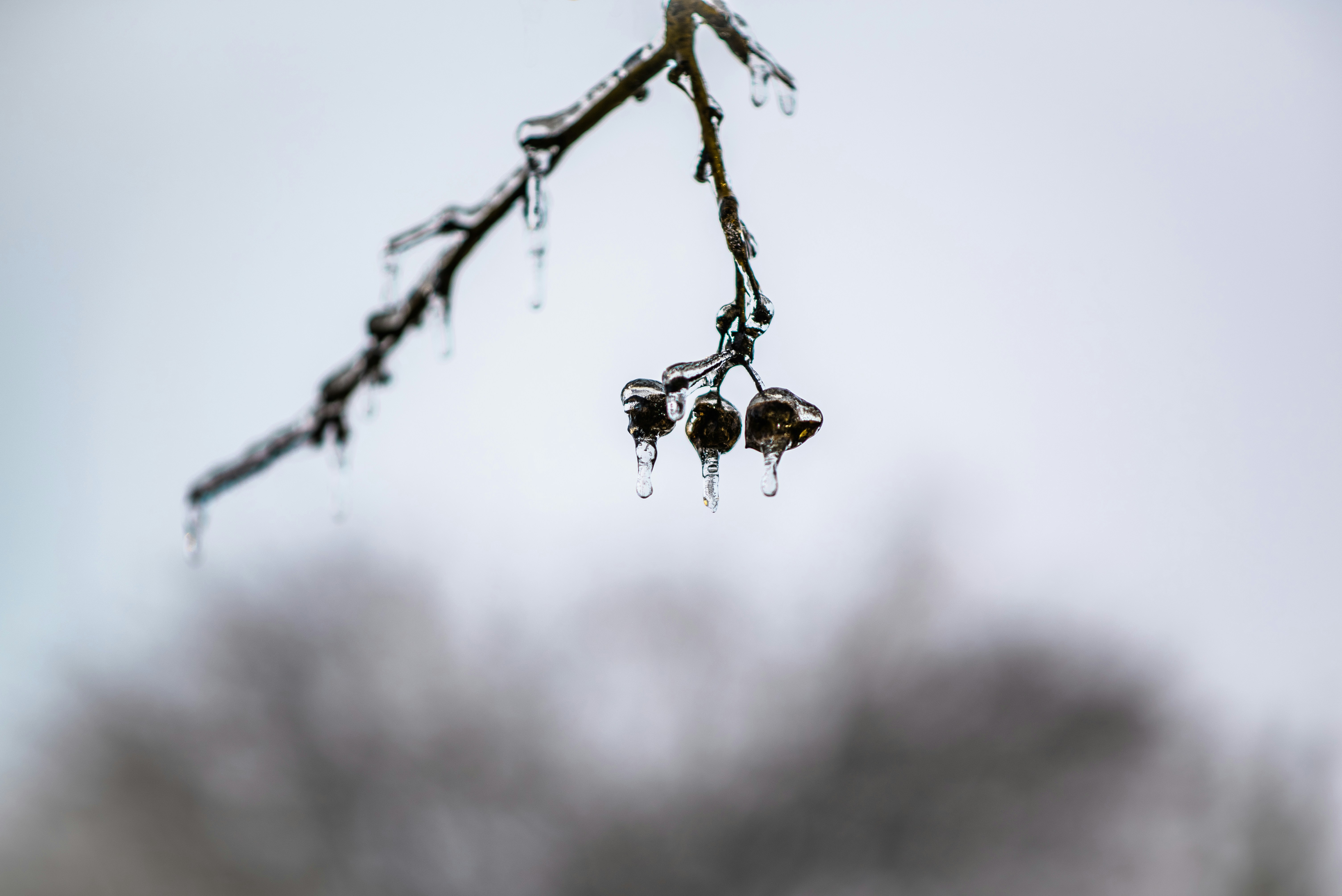 Icicles hanging from a branch, capturing the essence of winter's chill against a blurred background.
