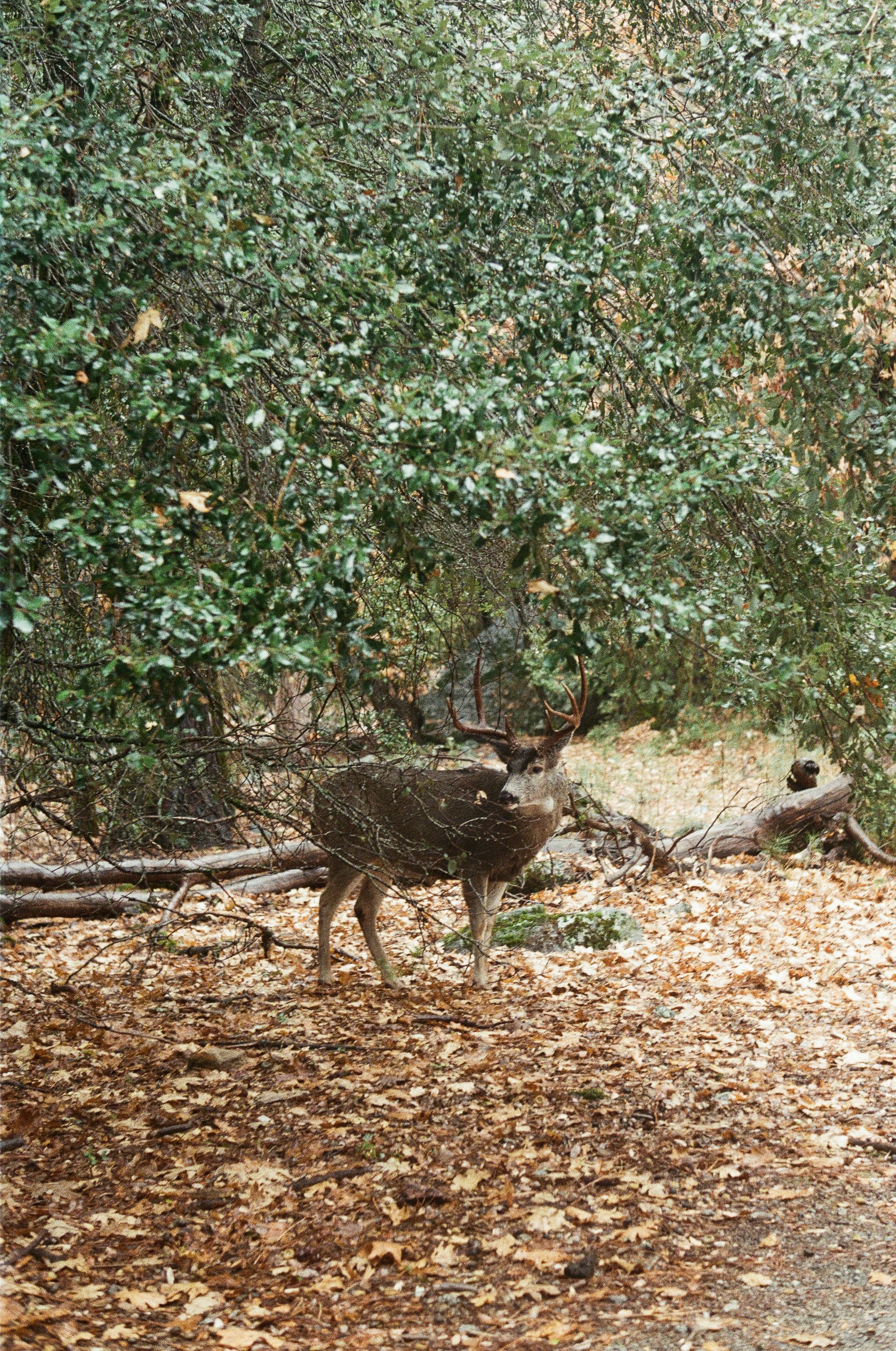 Moose under tree photo – Free Yosemite valley Image on Unsplash