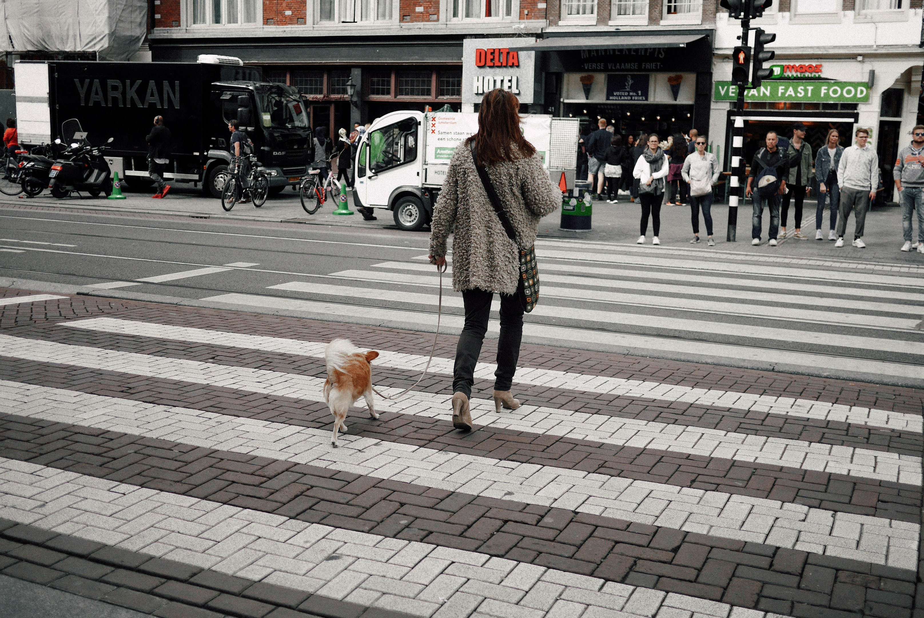 Crosswalk Quiet: A Woman and Her Small Dog Navigate the City Street