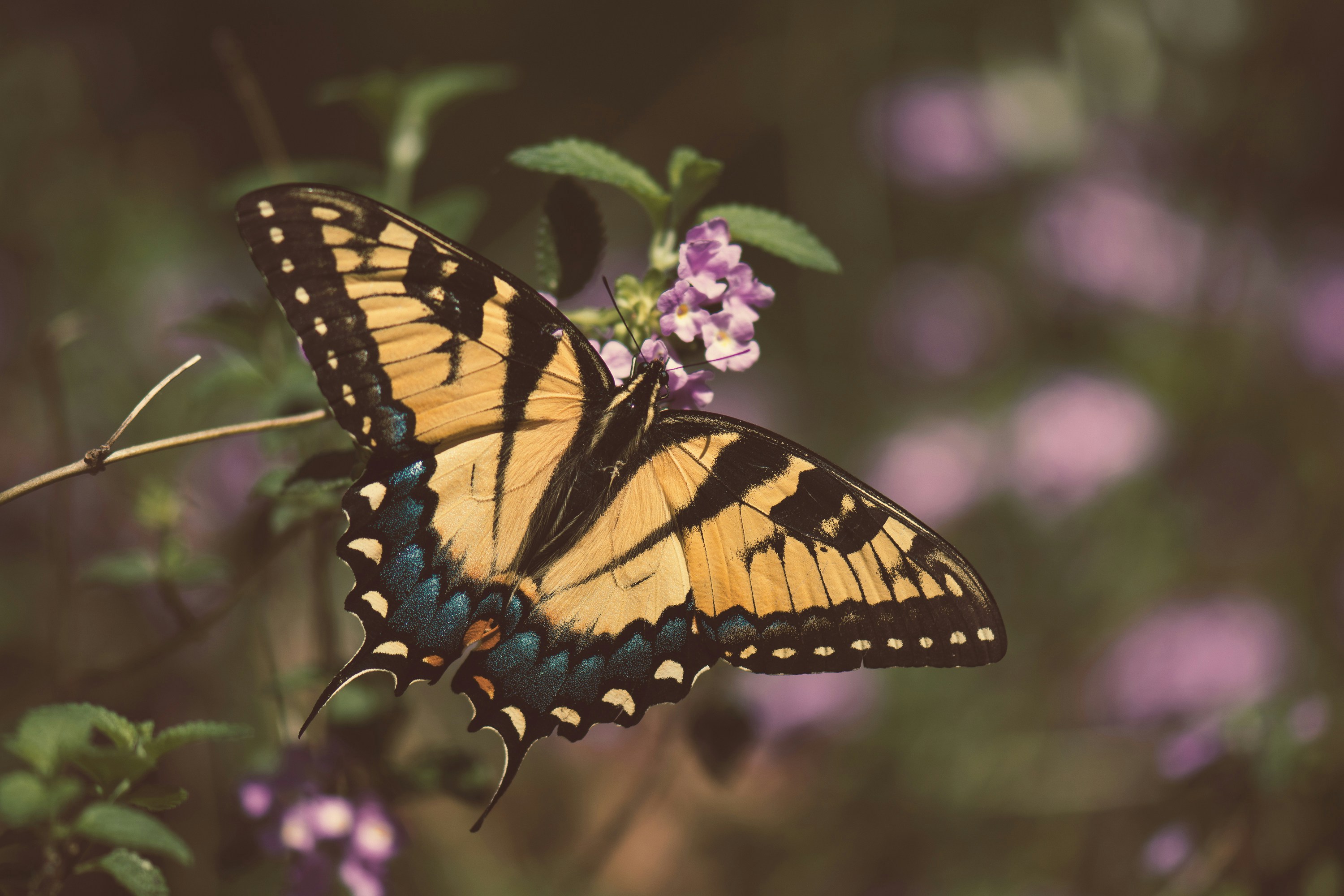 Butterfly gracefully perched on a flowering plant with blurred purple blooms in the background.
