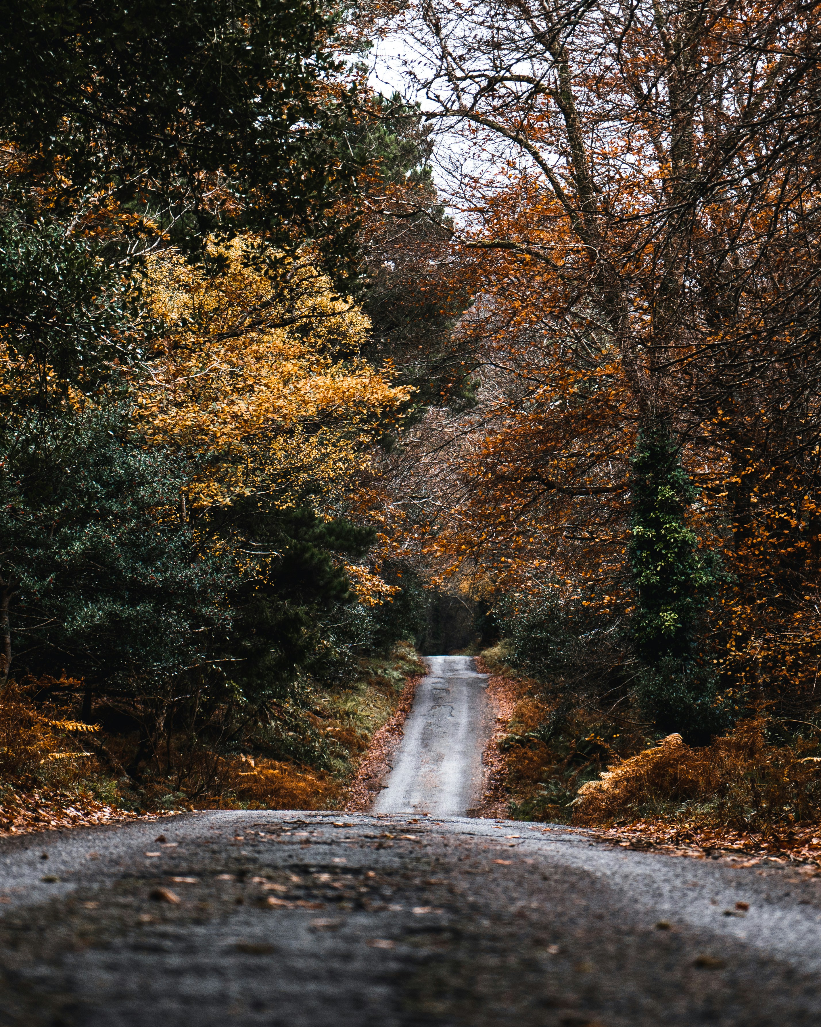 Endless Road Pictures | Download Free Images on Unsplash