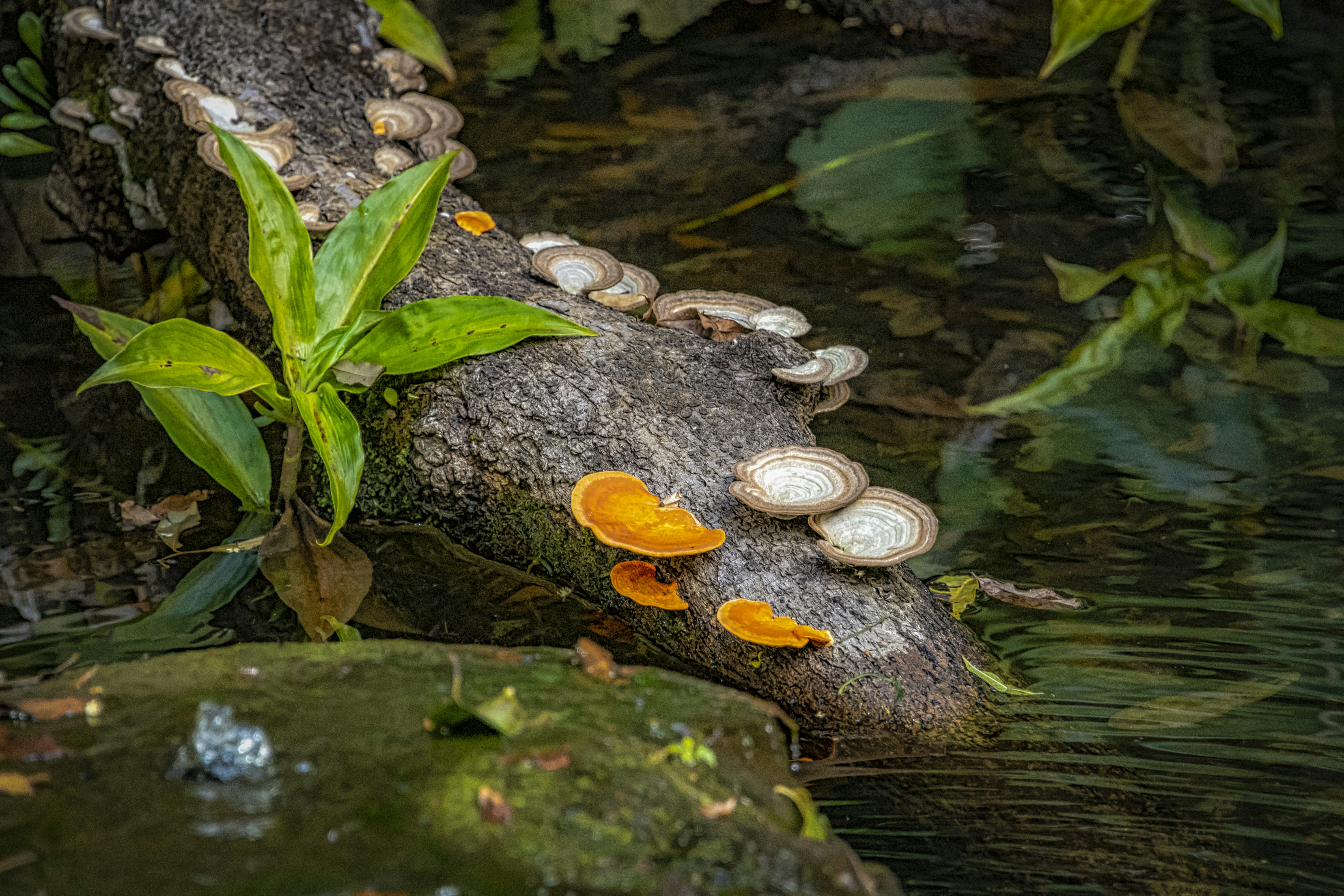 Orange Brackets on a Mossy Log Above a Tranquil Pond