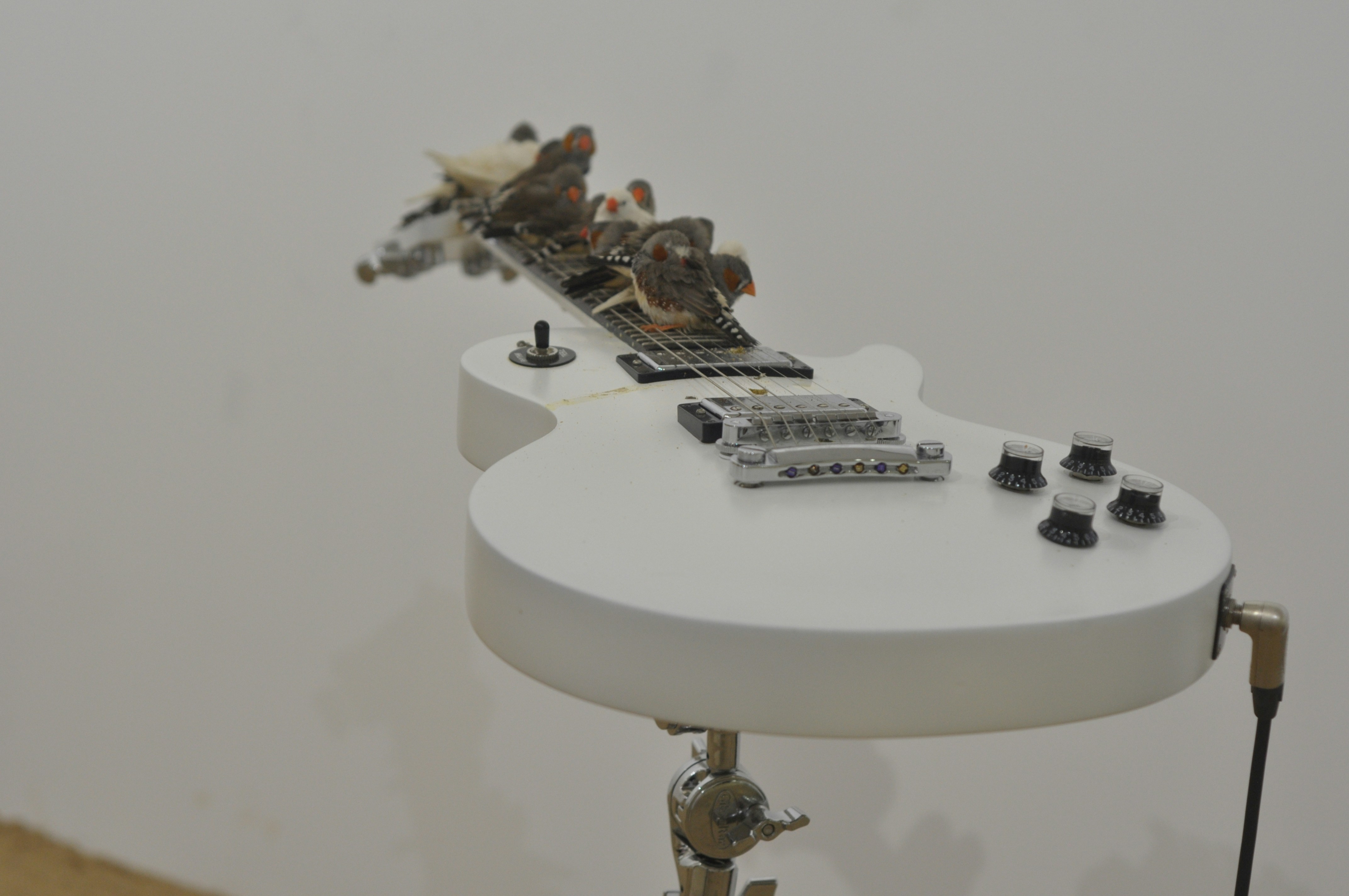 Feathered Chorus on a White Studio Guitar