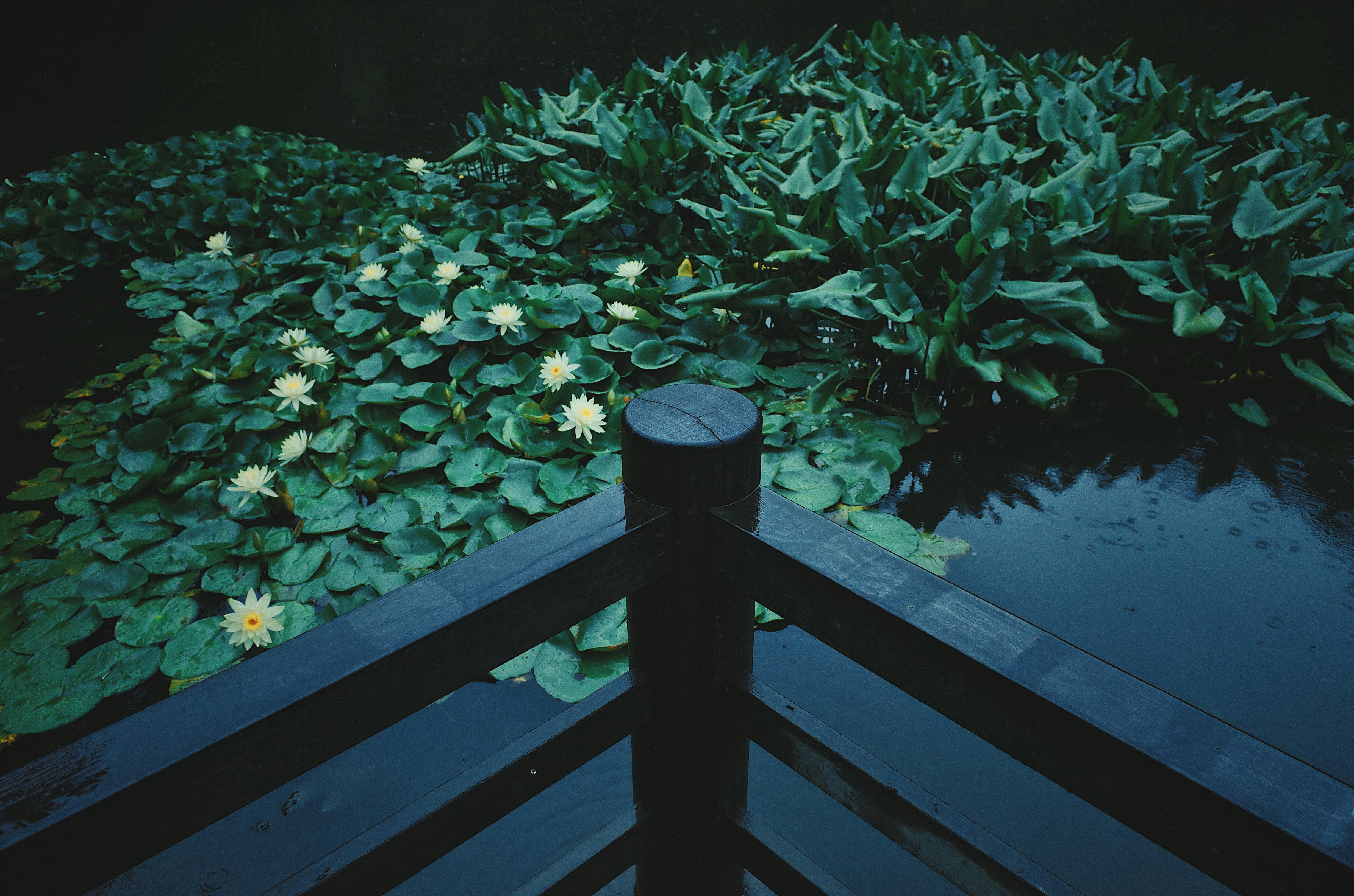 Lush green lily pads adorned with delicate white flowers create a tranquil scene, framed by a wooden railing above the water. The stillness of the pond enhances the peaceful atmosphere.