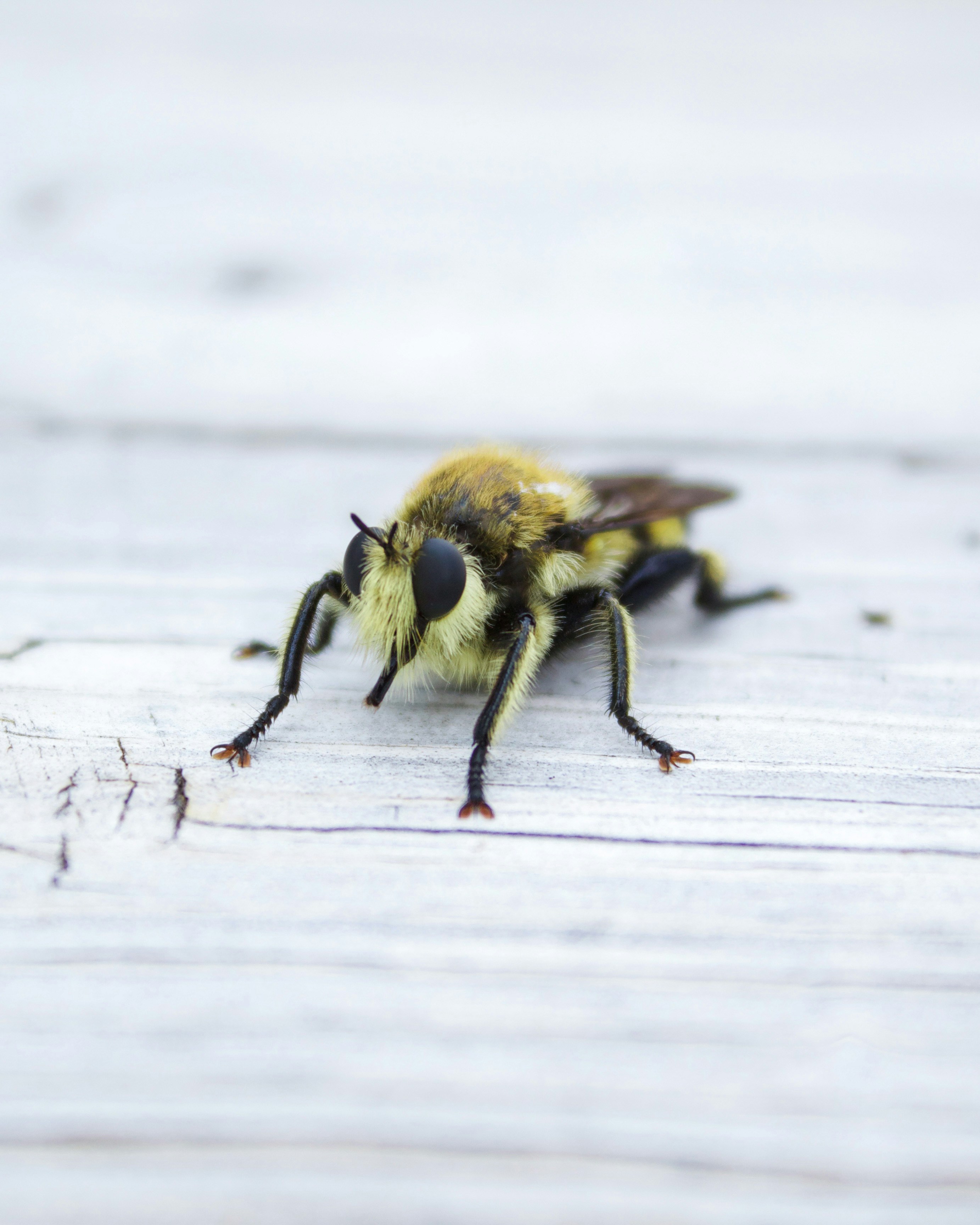 A very up close and personal shot of a bee/ wasp in the lava flows near Bend Oregon. I wasn’t quite sure what it was but the insect was very polite as it waited and let me take my shot.