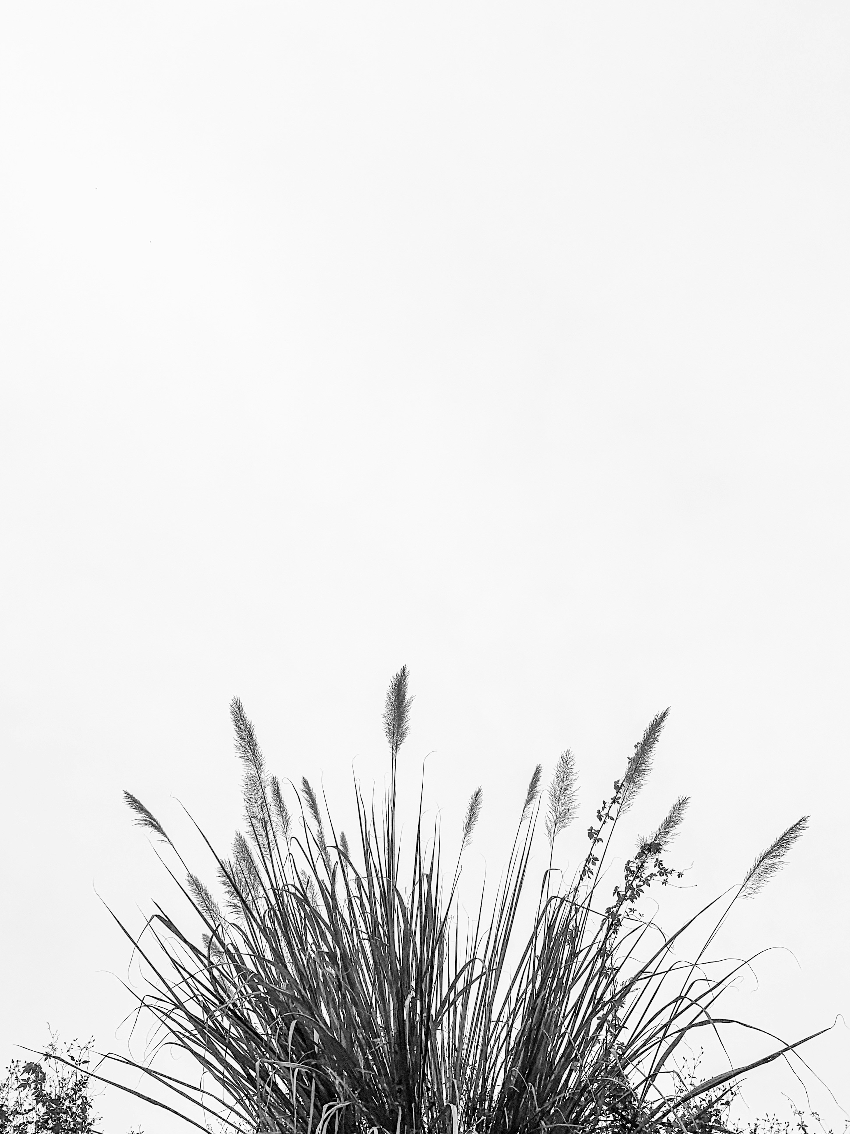 Tall grasses swaying gently against a minimalistic white backdrop, creating a serene atmosphere.