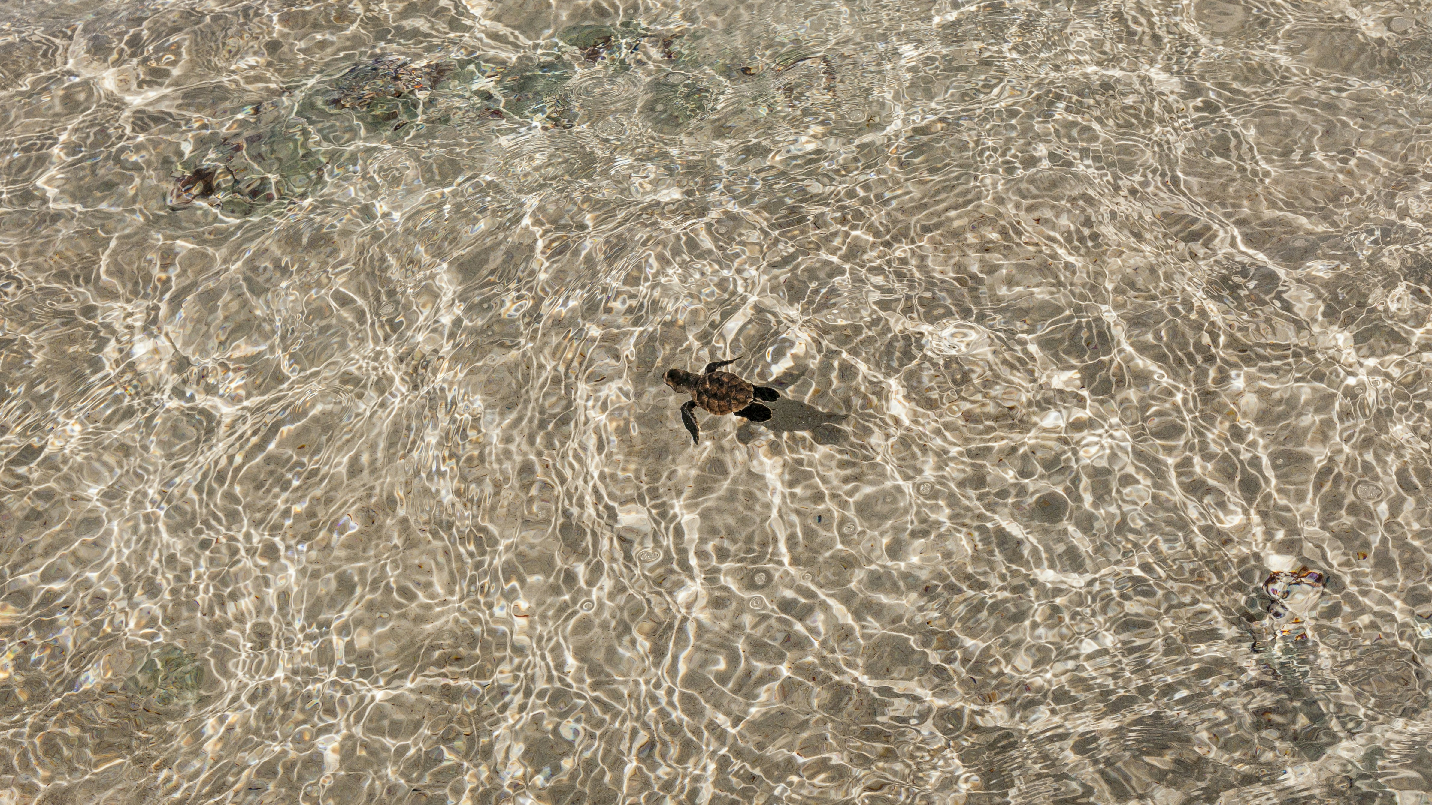 Sunlit Sand Ripples with a Silhouetted Crab at Center Stage