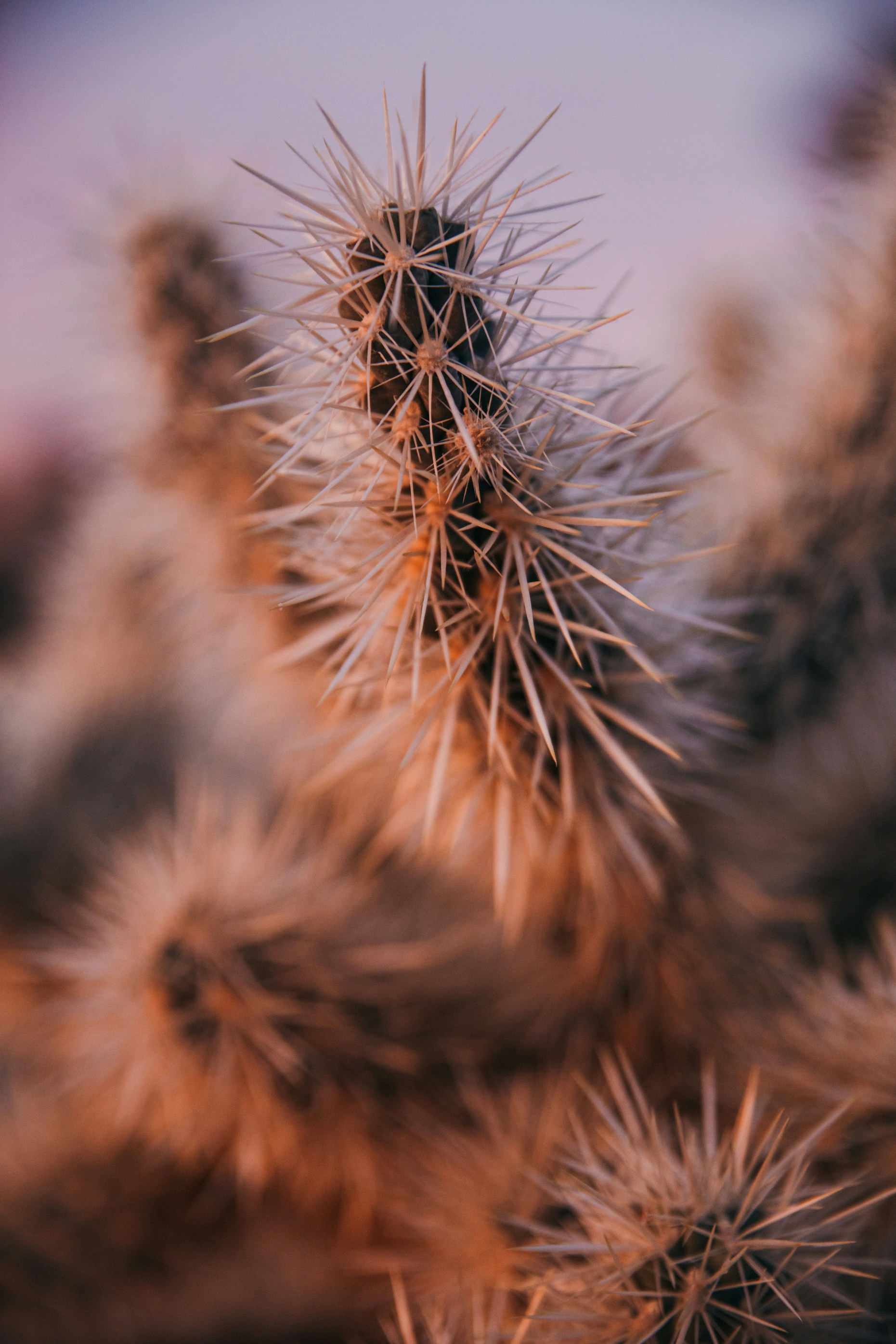 Dawn in Spine: Macro Portrait of Desert Armor