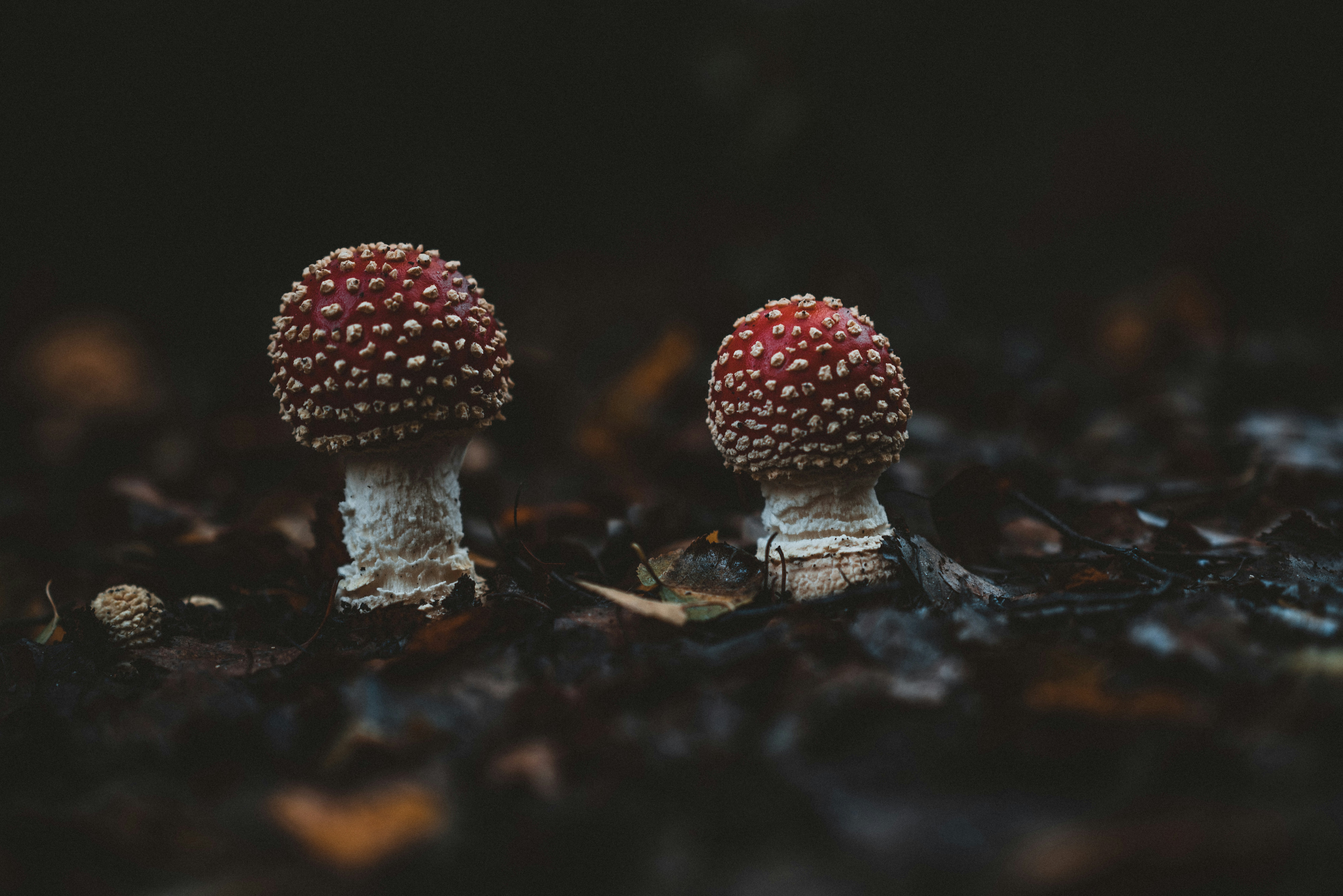 Two small red mushrooms with white speckles emerge from dark forest floor, softly lit to reveal texture and nearby detritus. A moody, nature-forward close-up.