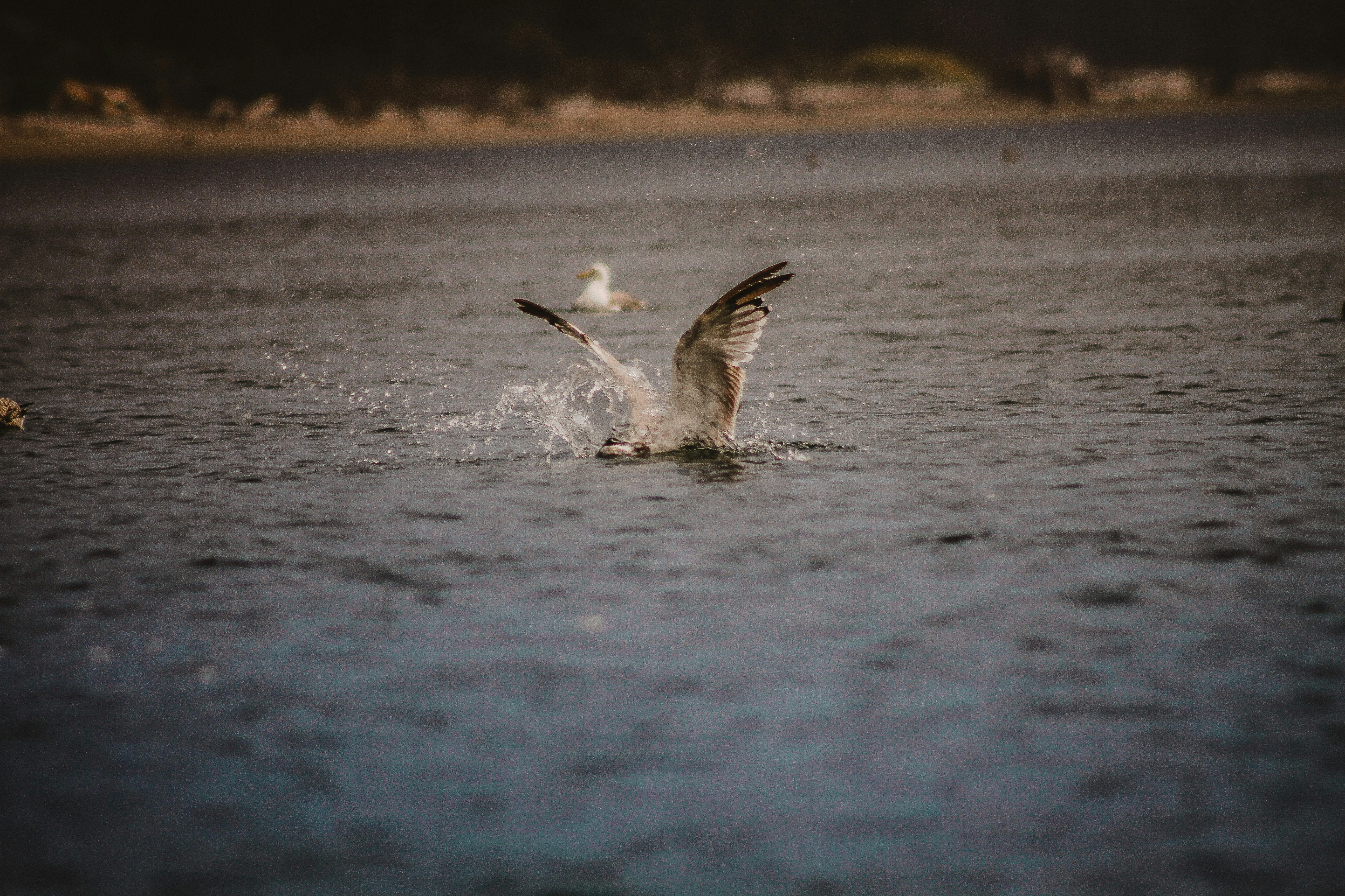 Dawn Lift-Off: Seabird's Splash over Quiet Water