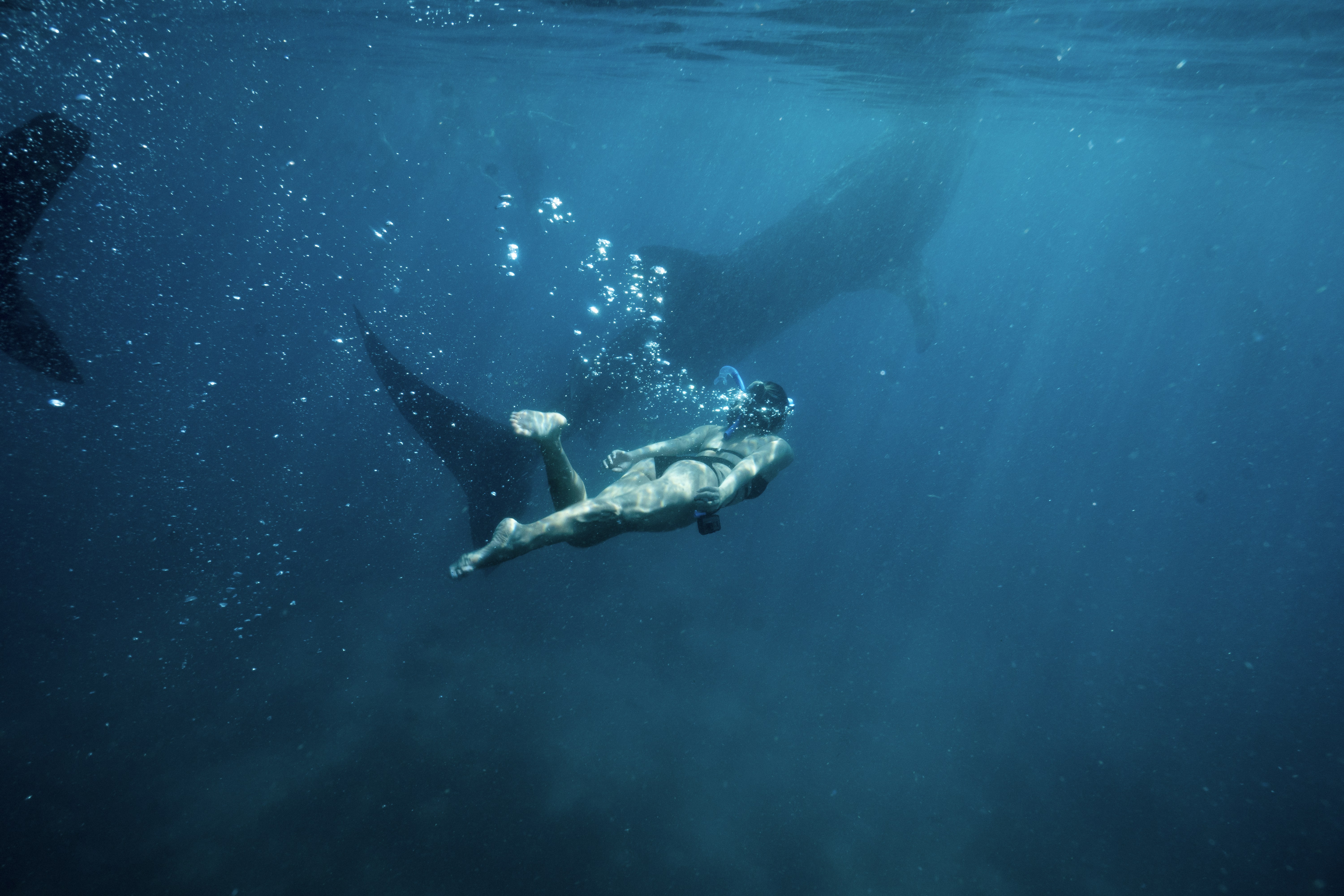 This was well worth the 4-hour long drive to Oslob, Philippines. These whale sharks remind of how small I am in the grand scheme of things. | woman under water photo