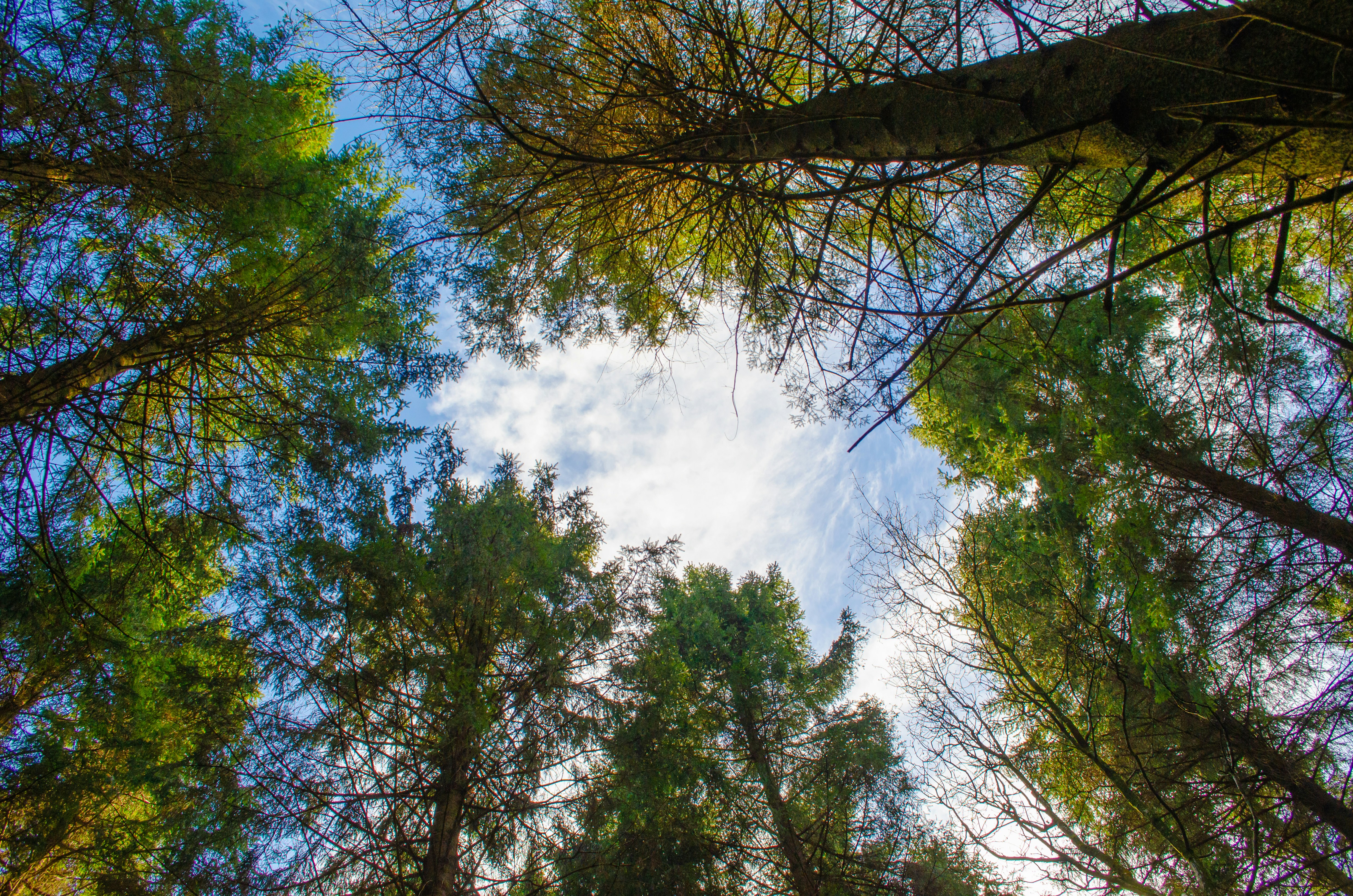 Bottom view photography of trees photo – Free Forest Image on Unsplash