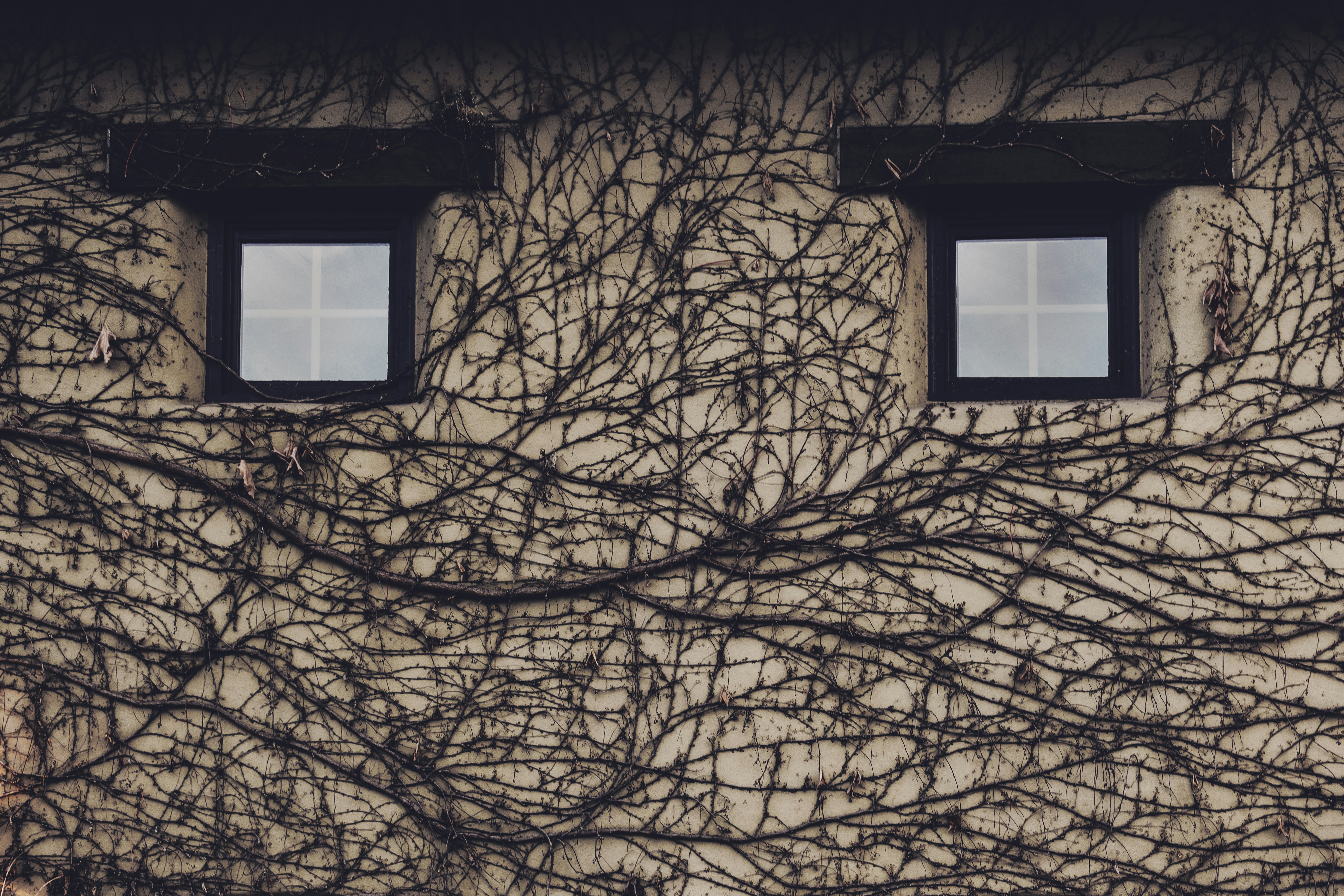 Two windows framed by intricate vines on a weathered wall, showcasing the interplay between nature and architecture.