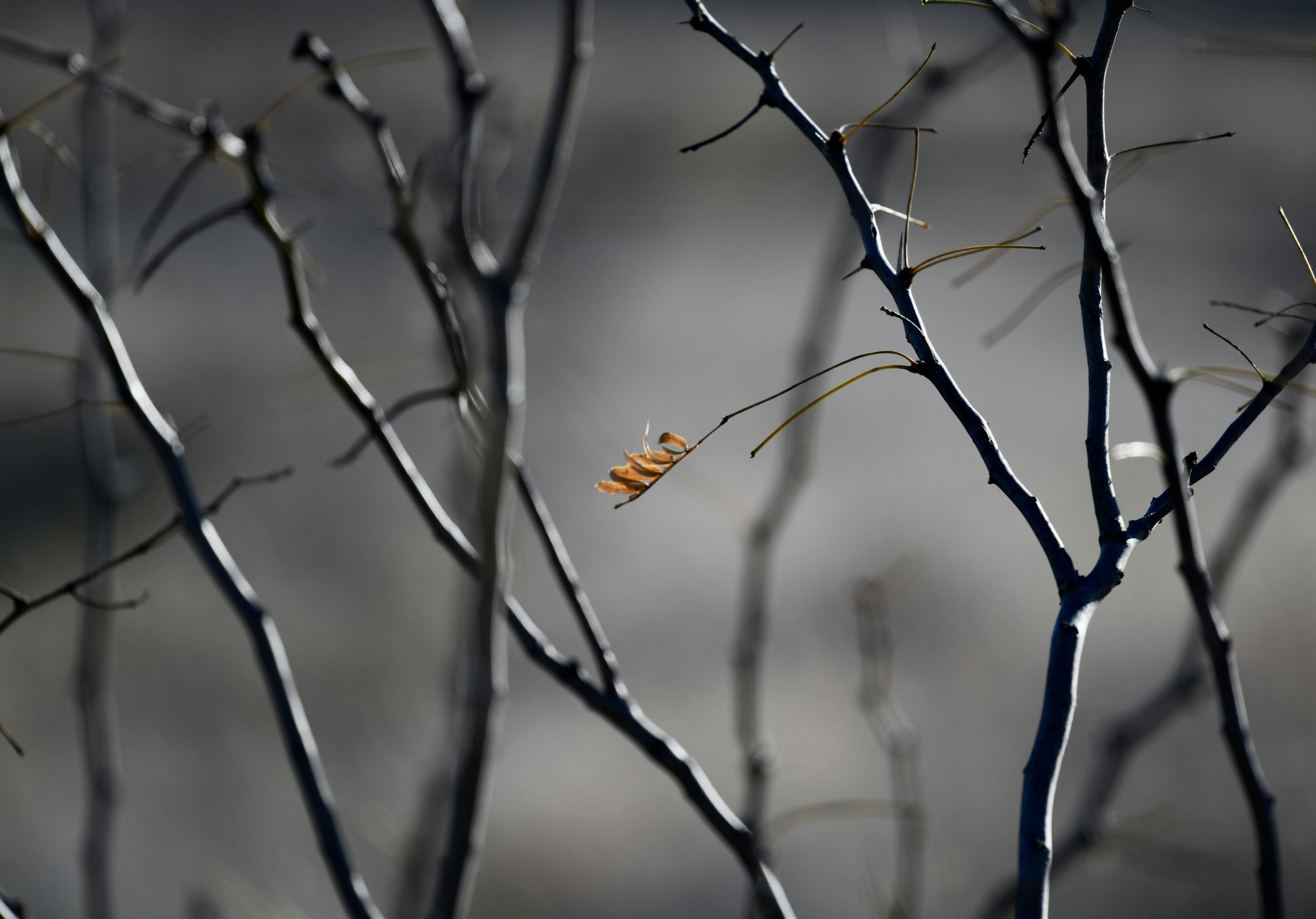 Withered plant photo – Free Animal Image on Unsplash