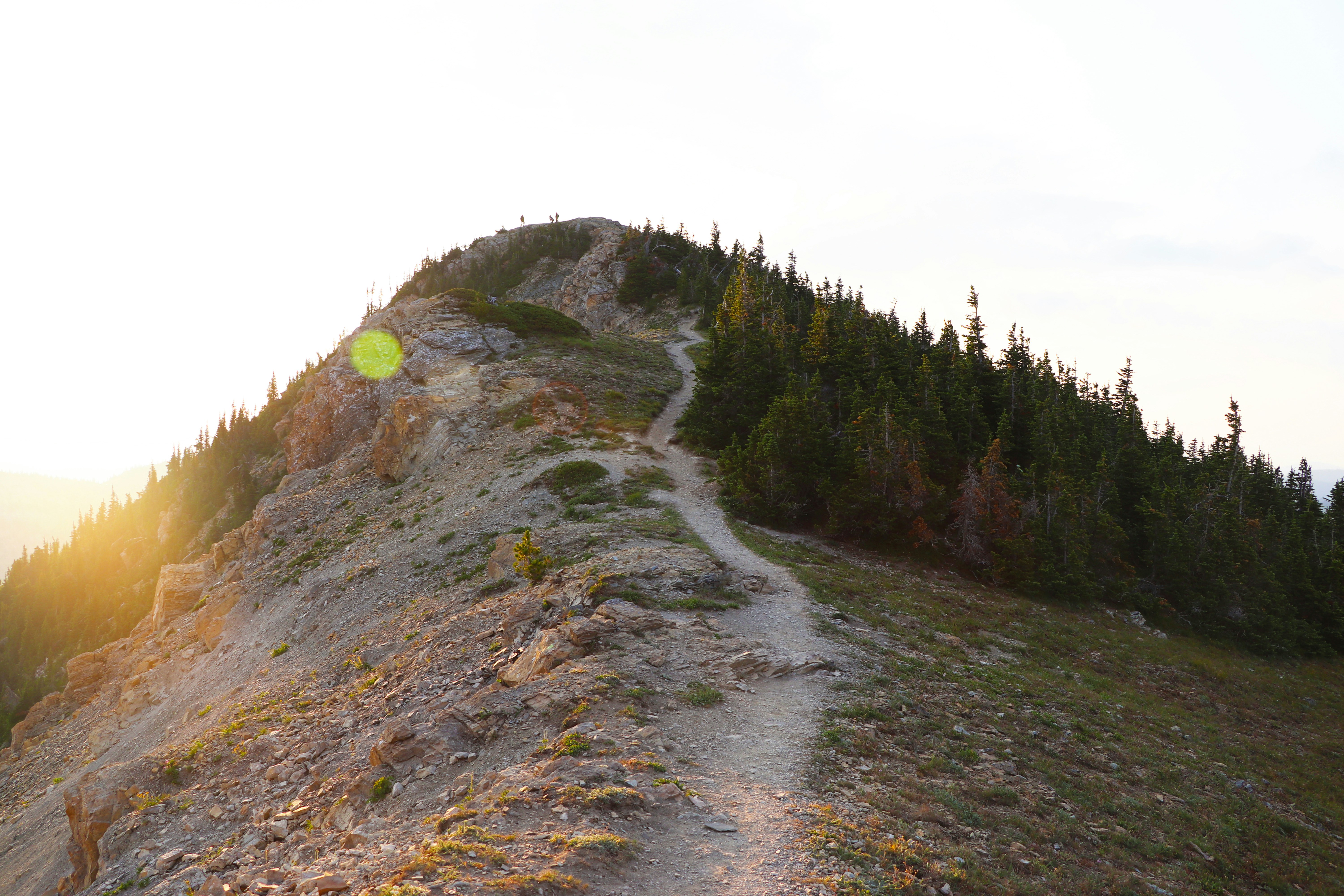 Winding trail leading up a rocky ridge surrounded by evergreen trees under a soft sunset glow.