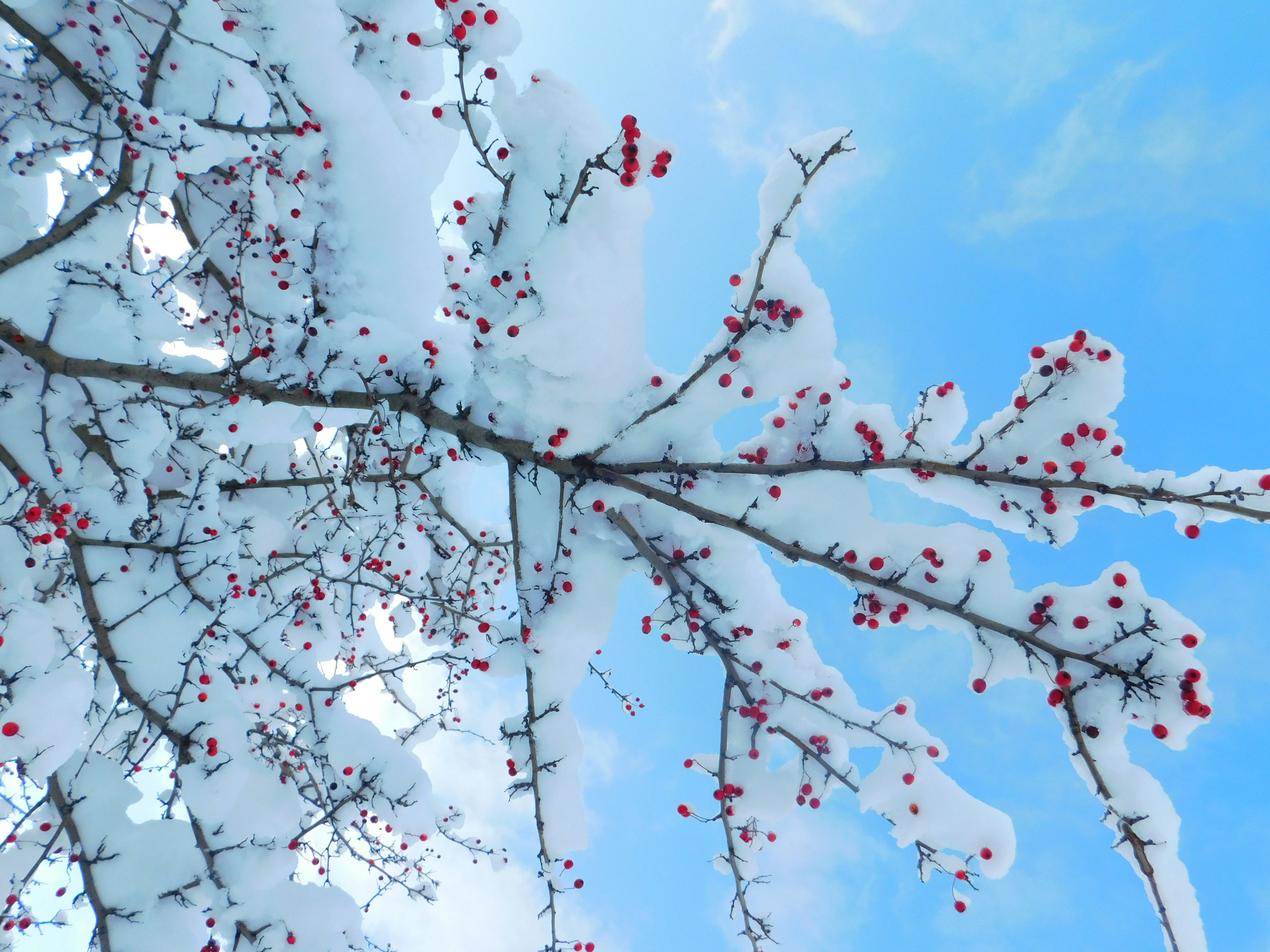 Branches laden with vibrant red berries contrast against a snowy landscape under a bright blue sky.