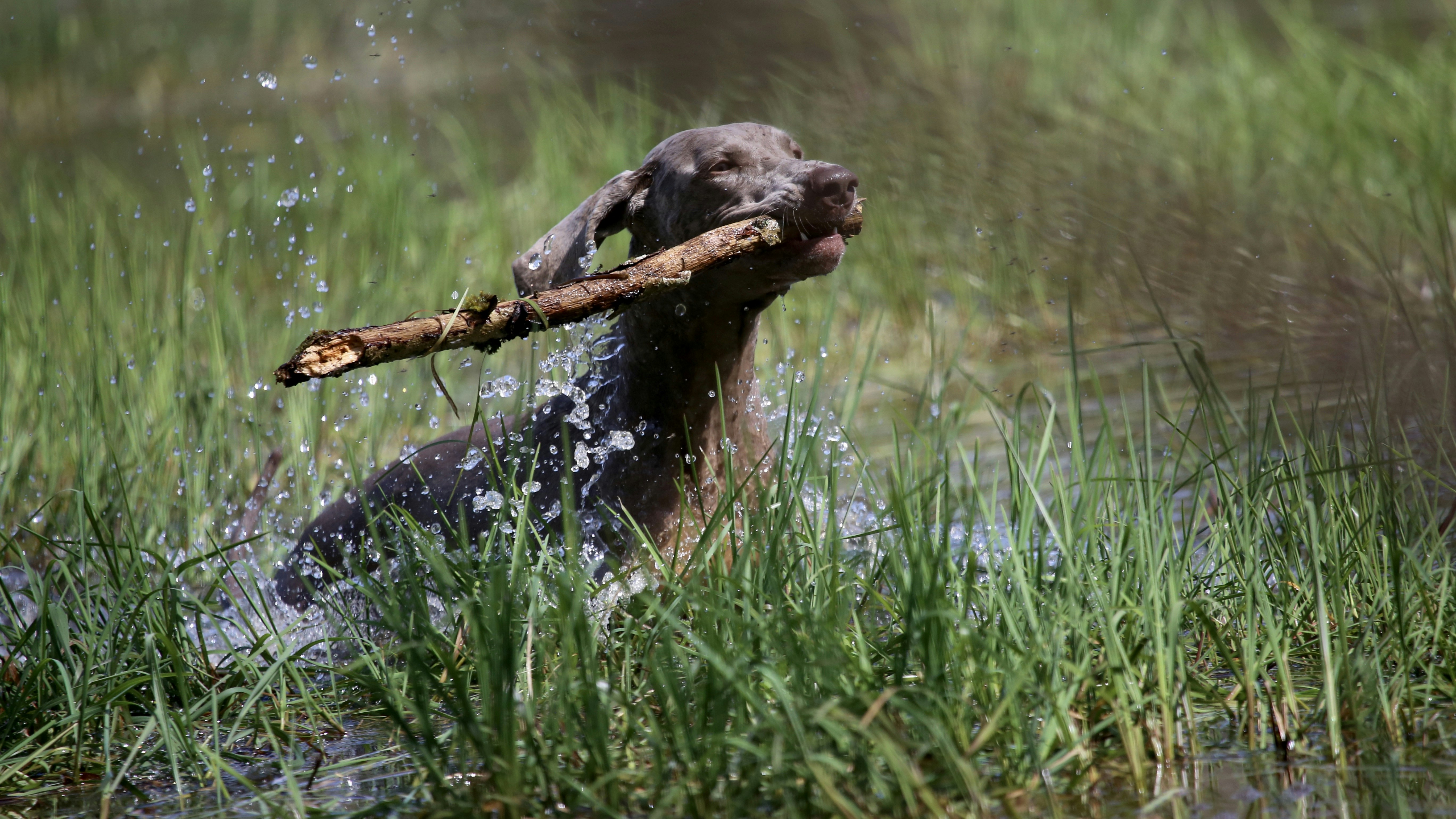Marshland Retrieval: Brown Retriever Clutching a Stick Amid Spraying Water