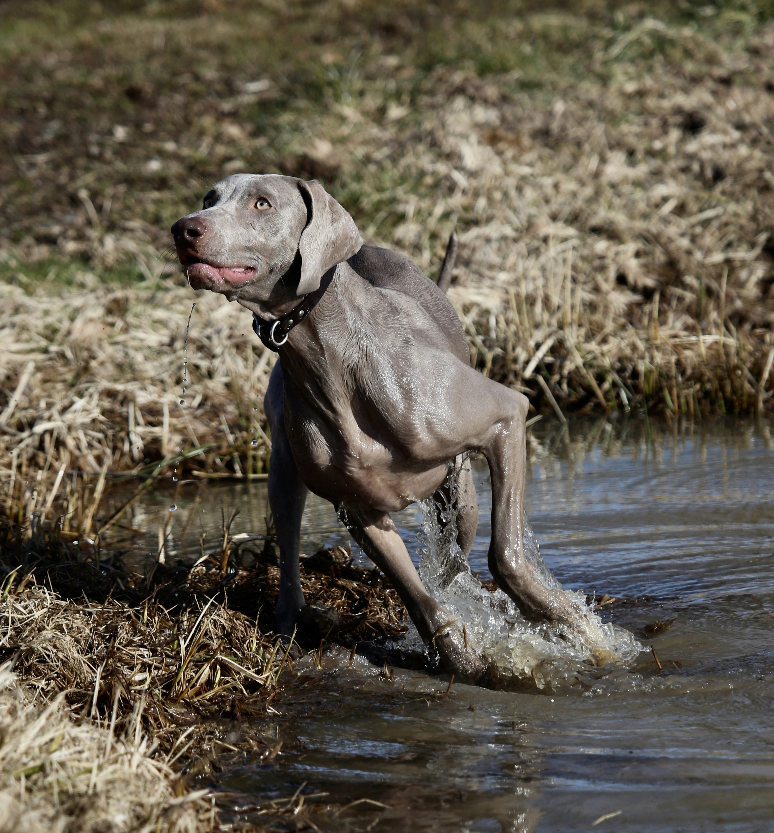 Chocolate Weimaraner