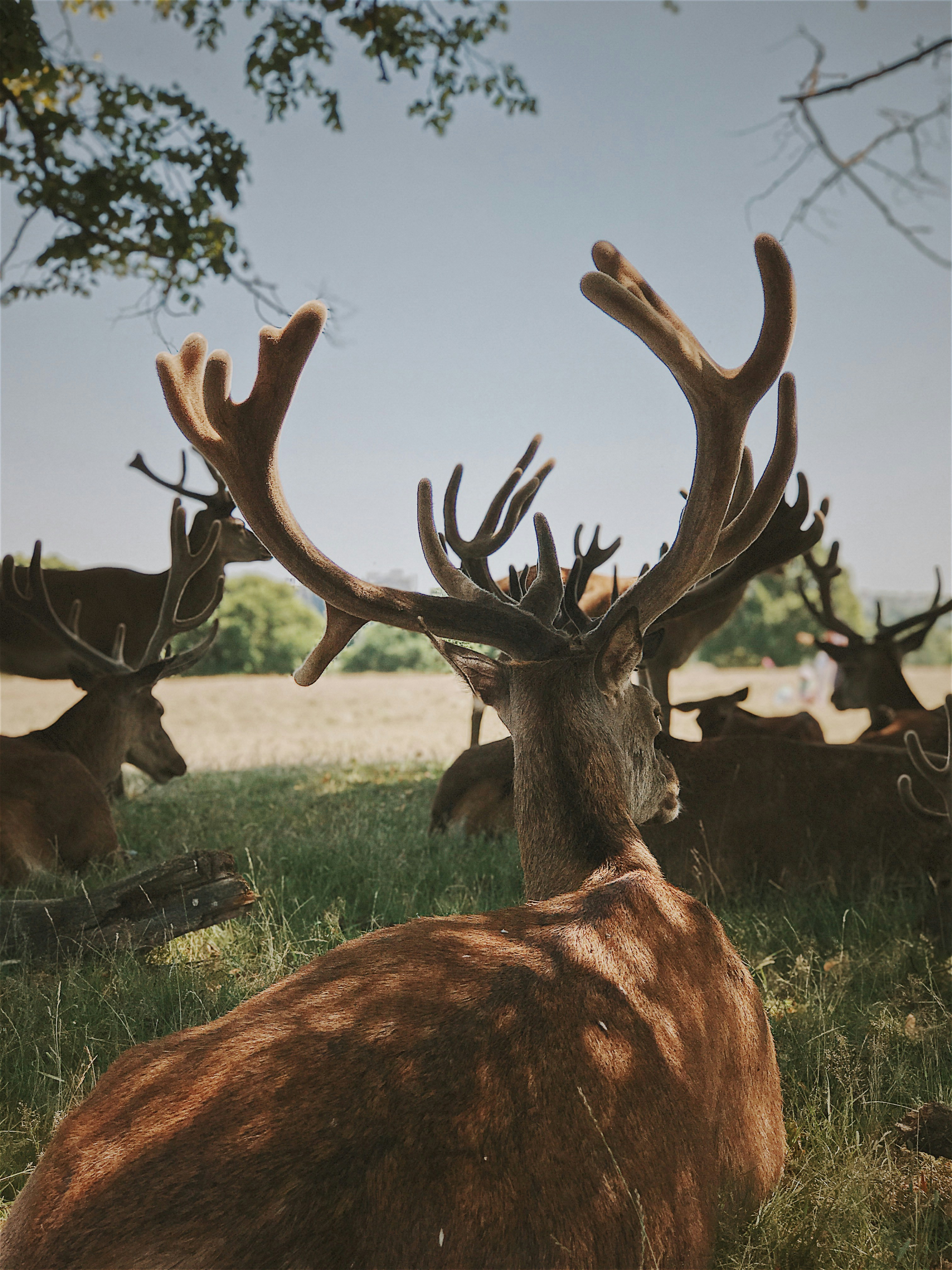 Herd of deer under tree photo – Free Sheen gate Image on Unsplash