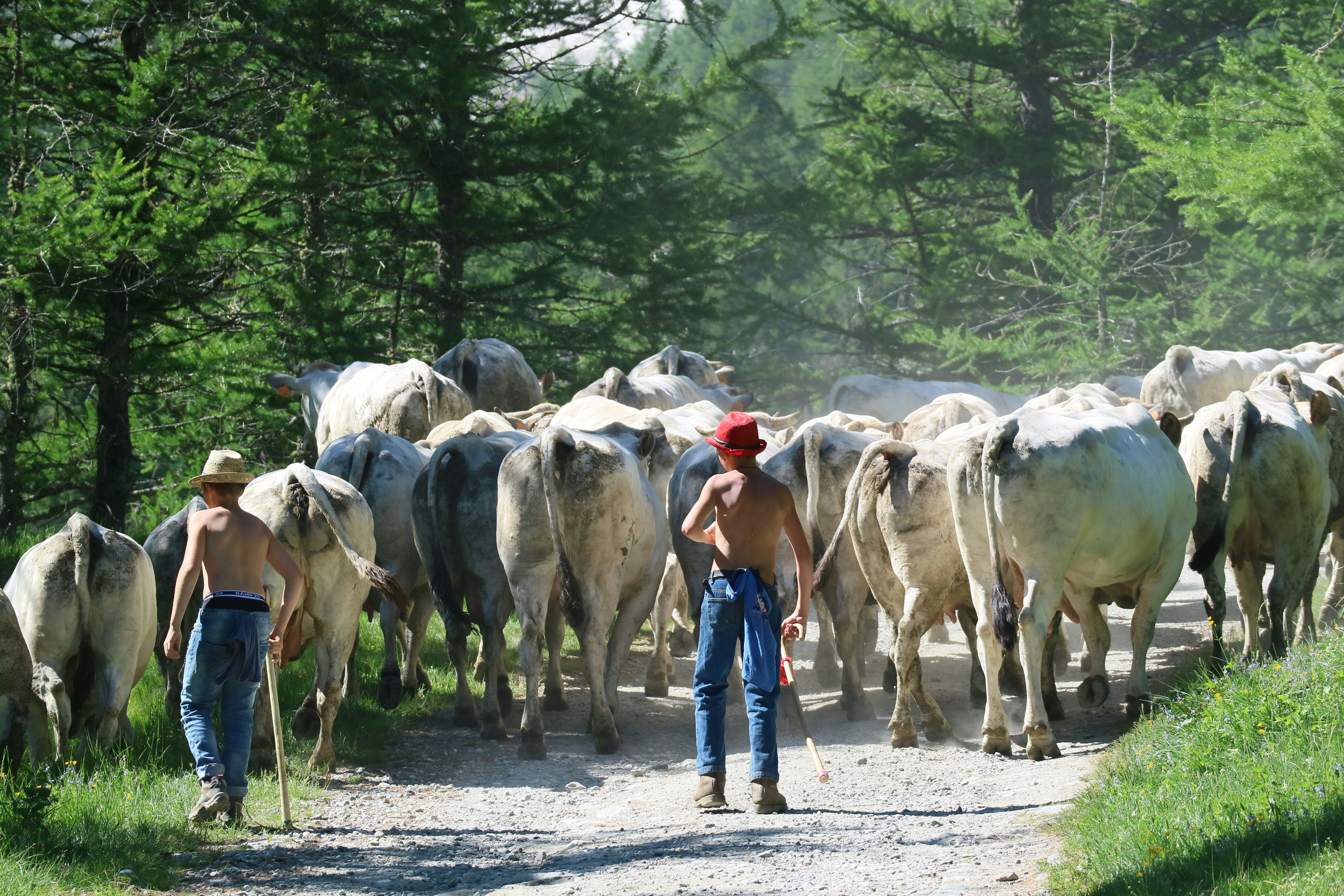 Red-Capped Leader Guides a Dusty Cattle Drive on a Gravel Path