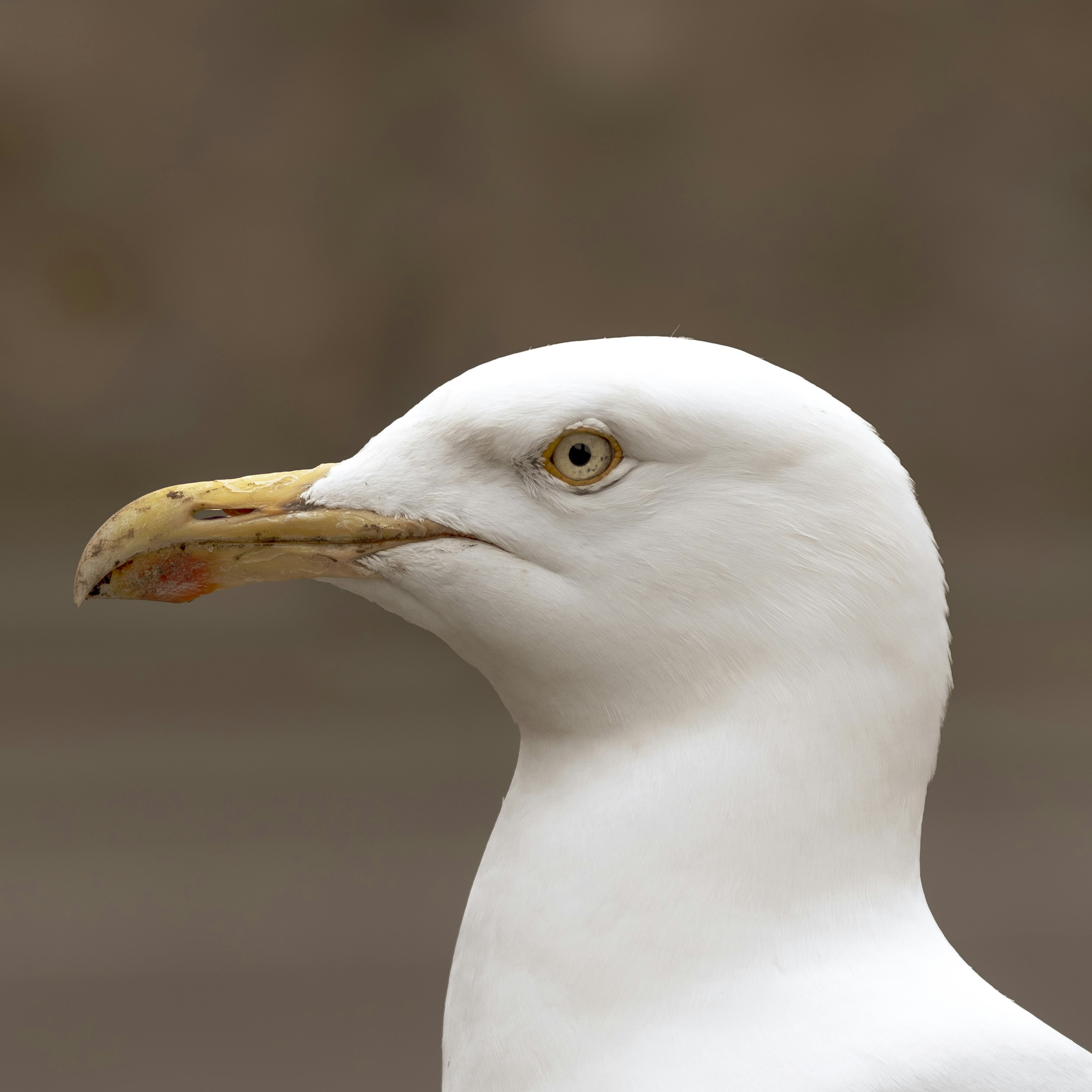 Close-up of a seagull's head showcasing its intricate features and piercing gaze.