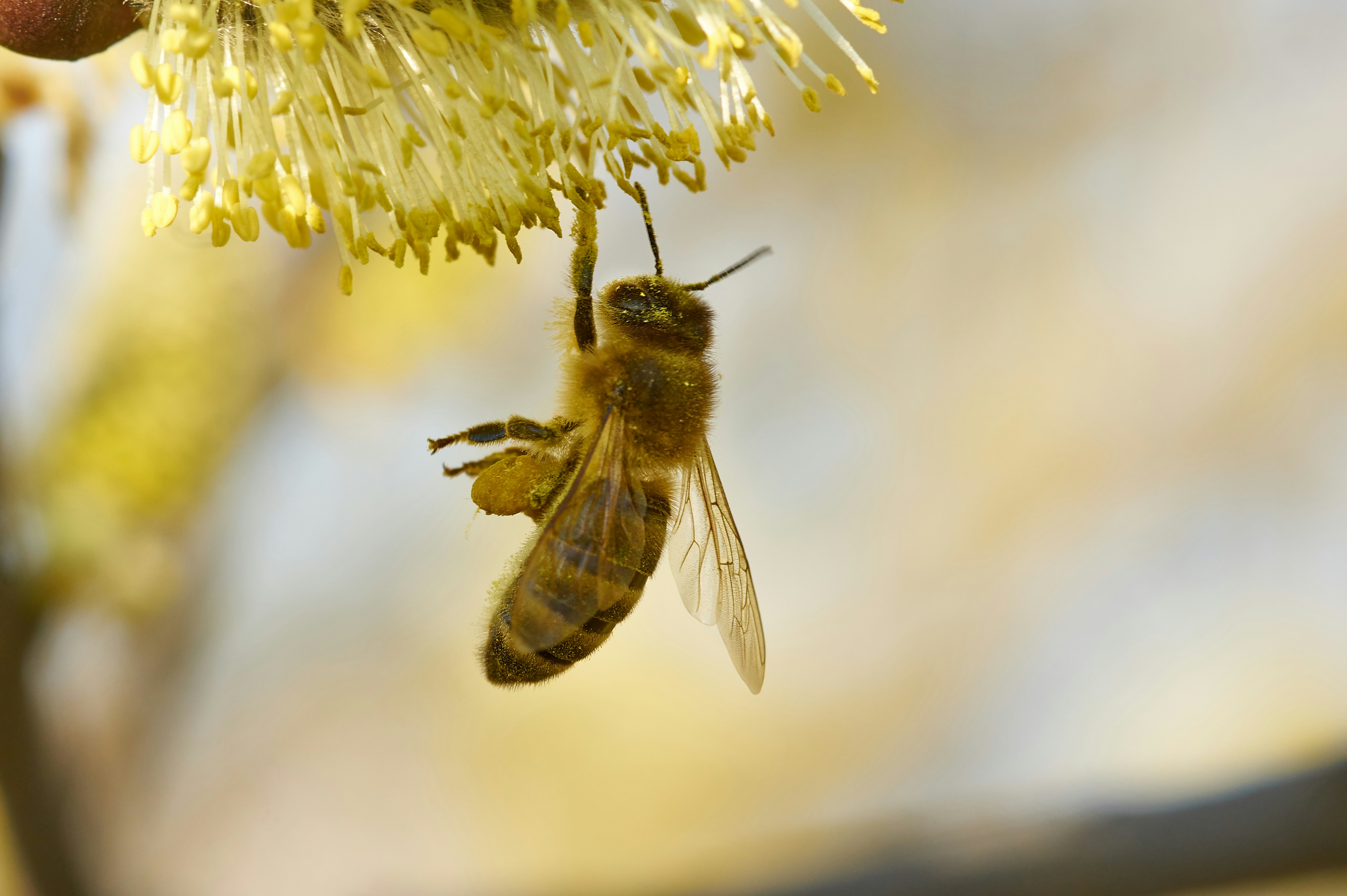 Honeybee collecting pollen from delicate yellow flowers in springtime bloom.