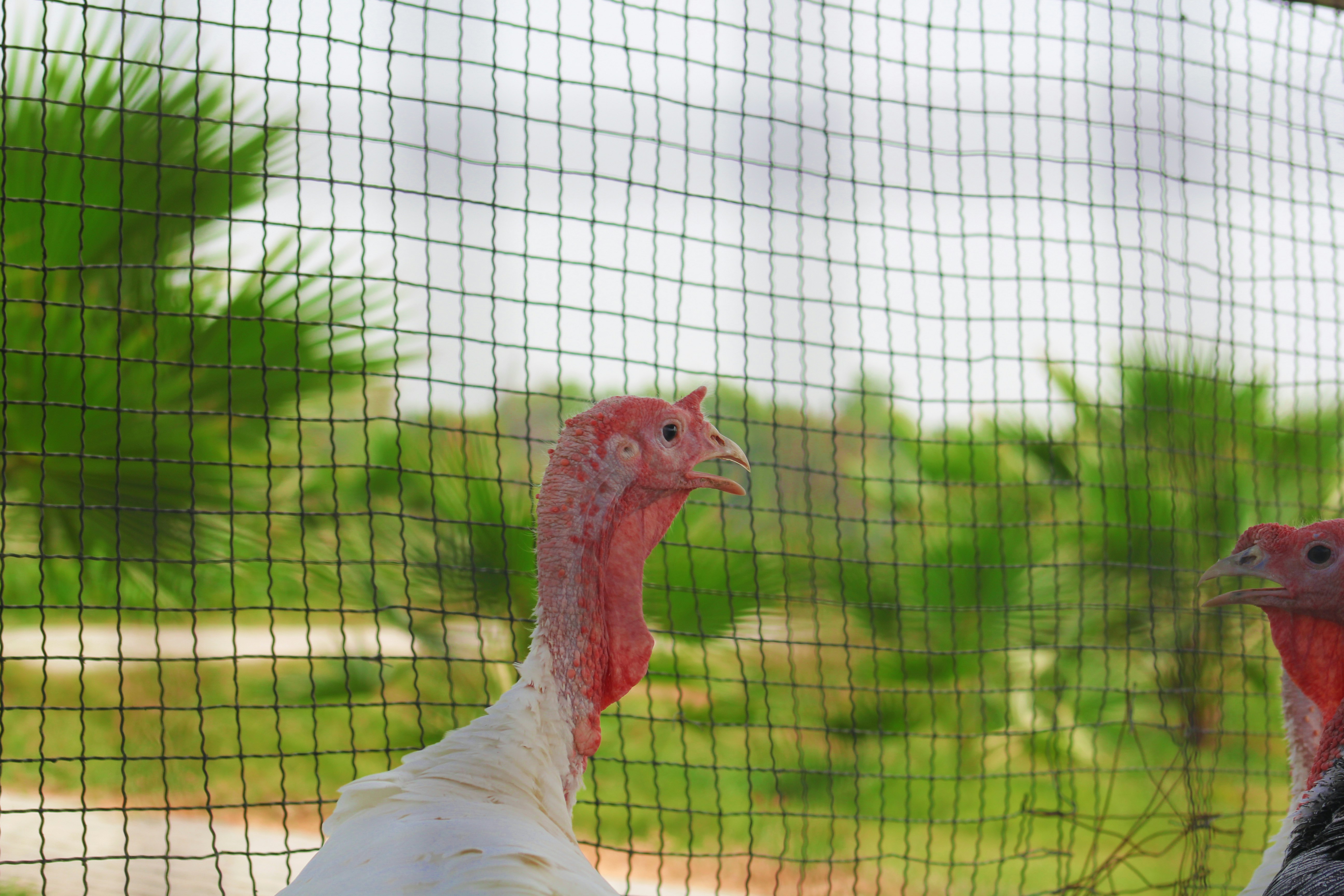 Red-Tailed Watch: A Pair of Turkeys Against a Mesh Barrier
