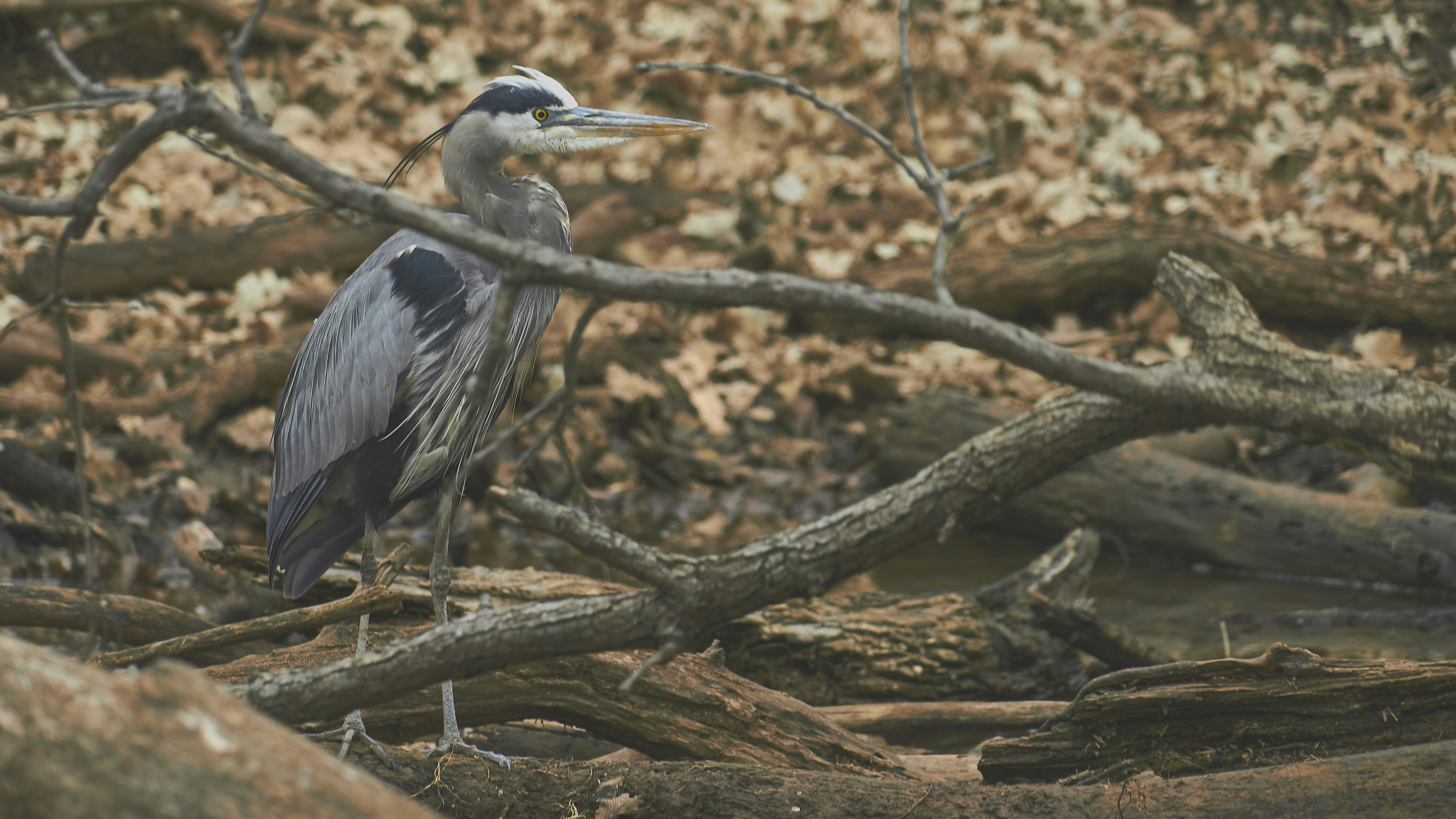 Great blue heron standing among fallen branches and leaves in a tranquil woodland setting.